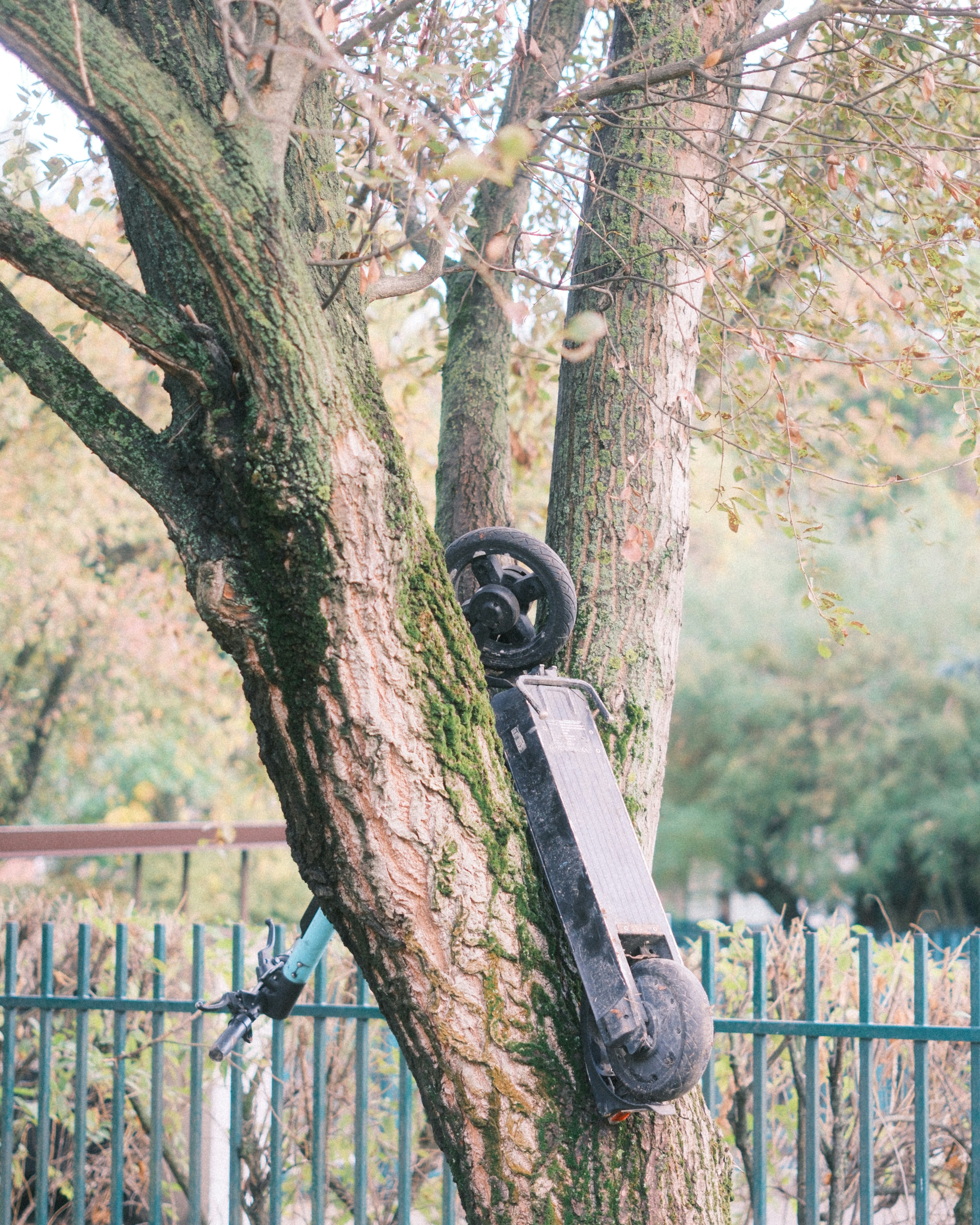 Autumn Park: Upside-Down Electric Scooter Claimed by a Mossy Tree