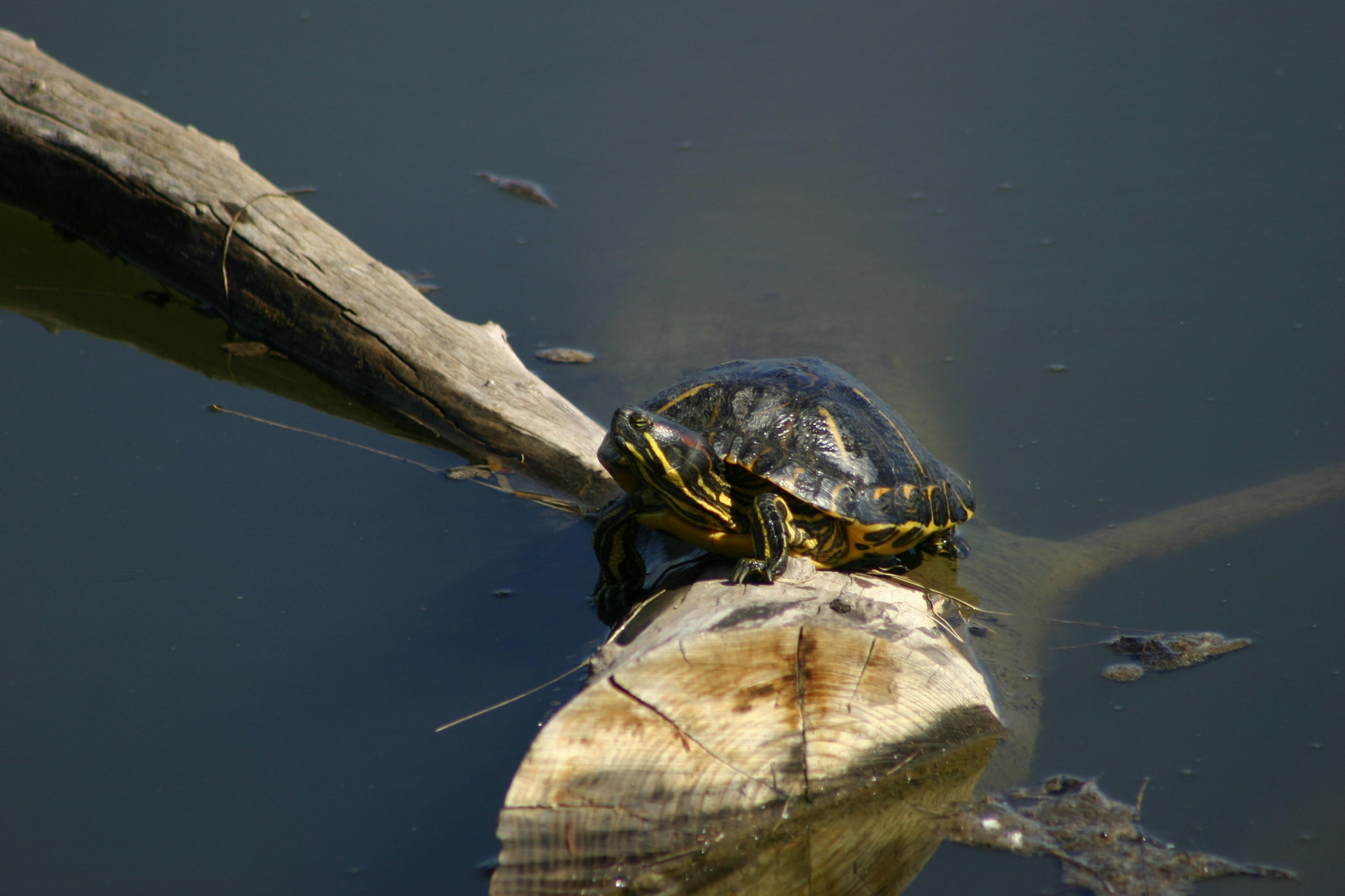 Yellow-bellied, Red eared slider turtle. Environment, springtime. Biggest hour for earth.
