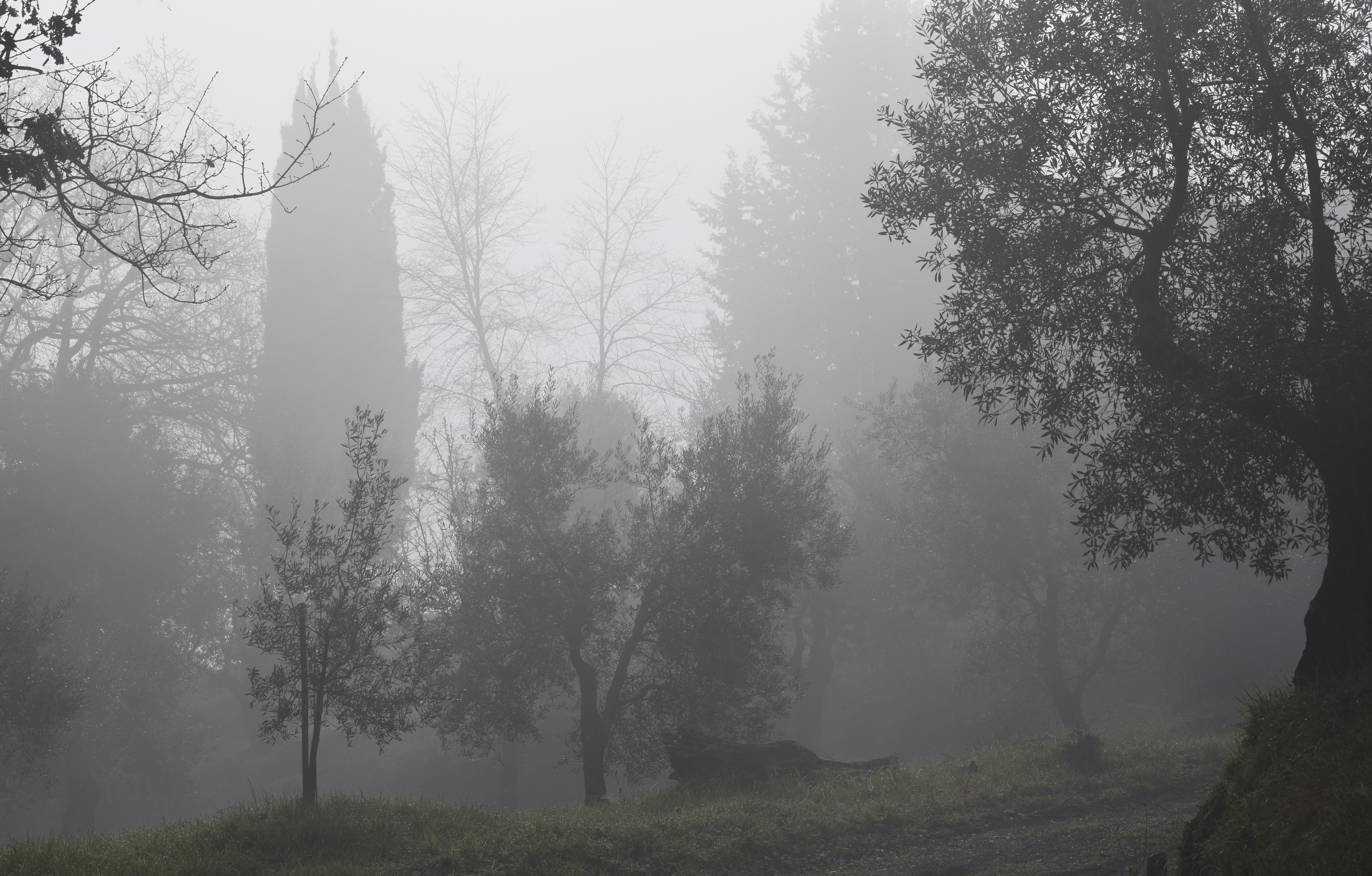 A foggy forest filled with lots of trees photo – Free Tuscany Image on ...