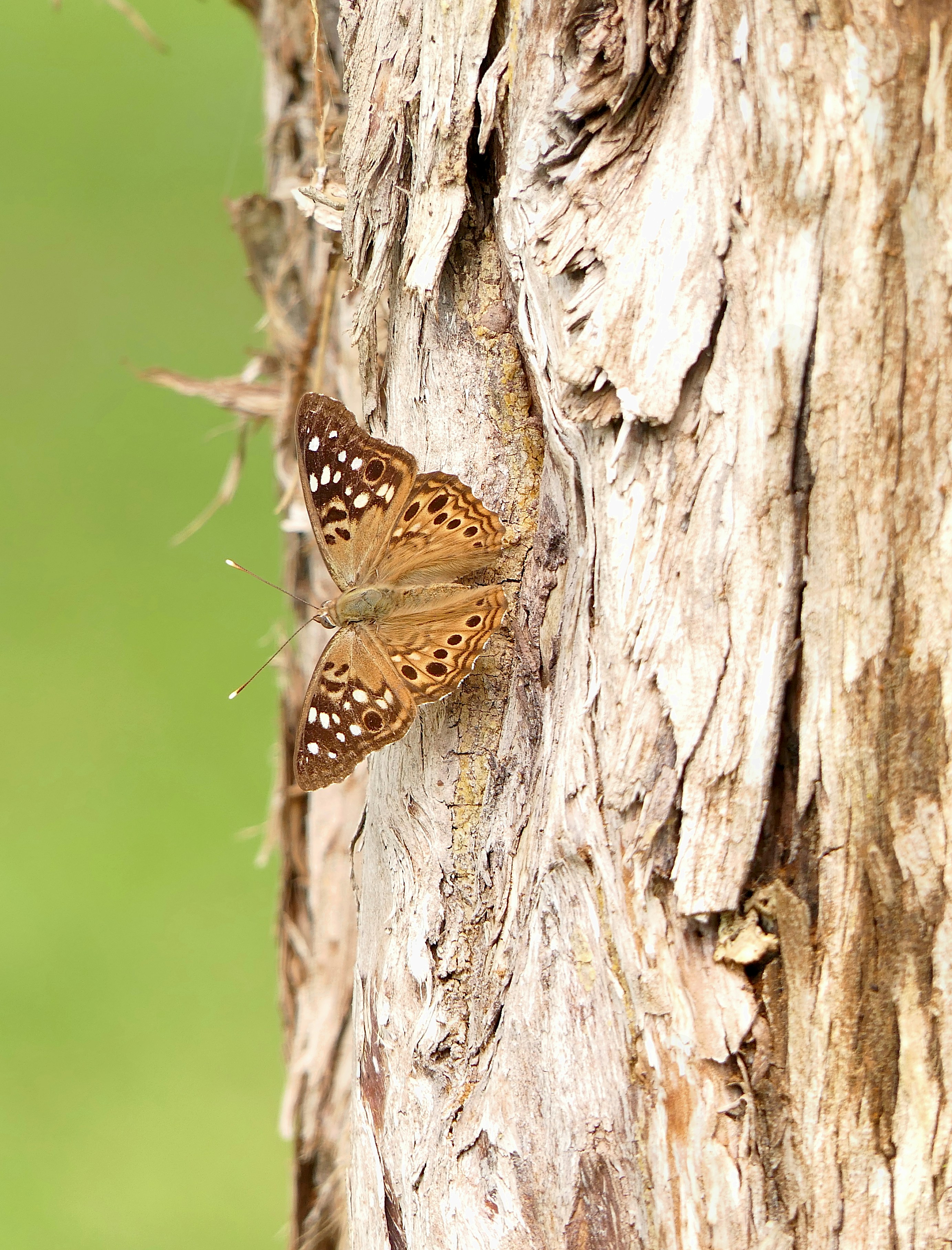 Texture Portrait: a brown-speckled butterfly clings to weathered bark