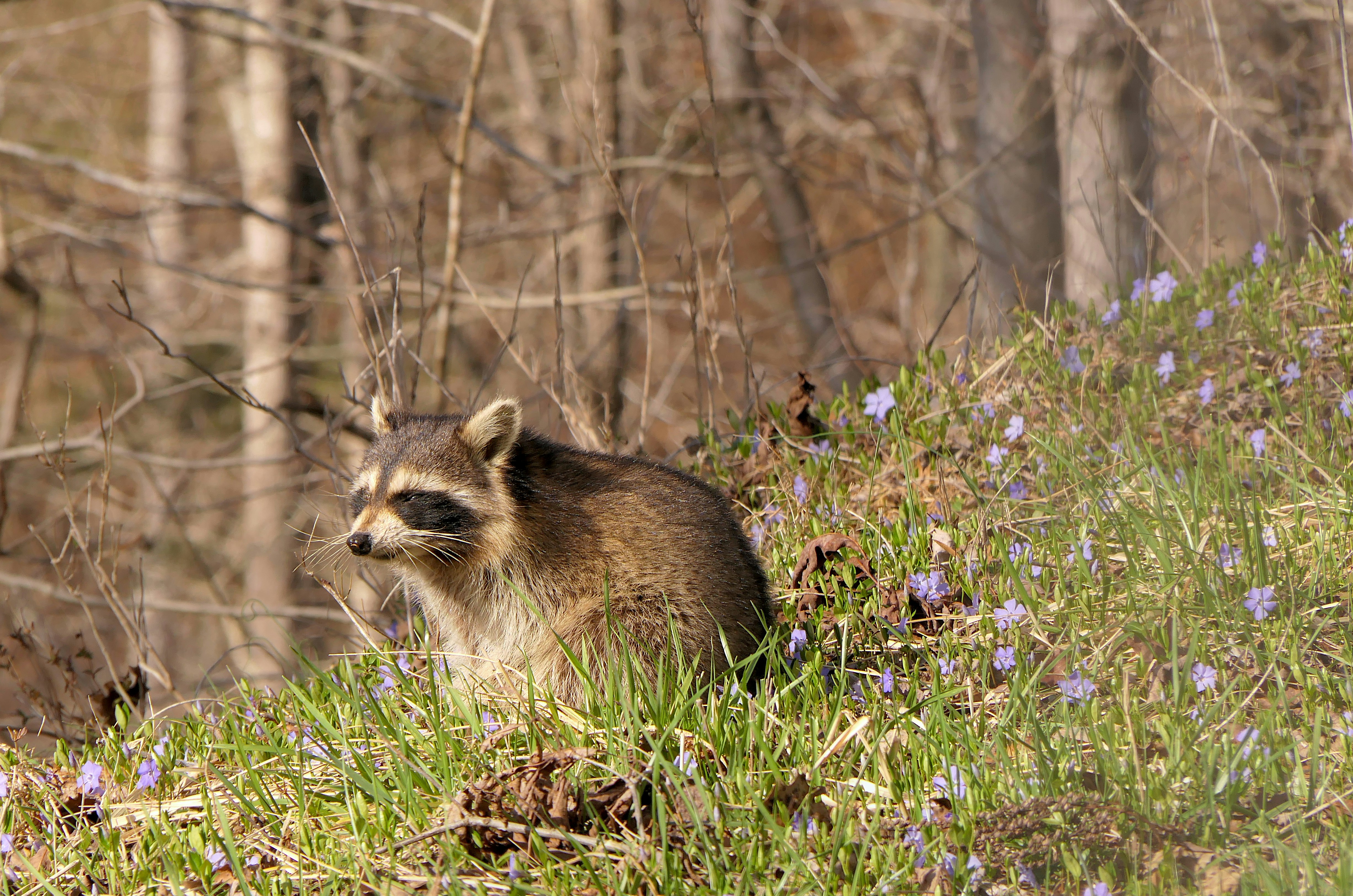 raccoon in springtime along edge of forest