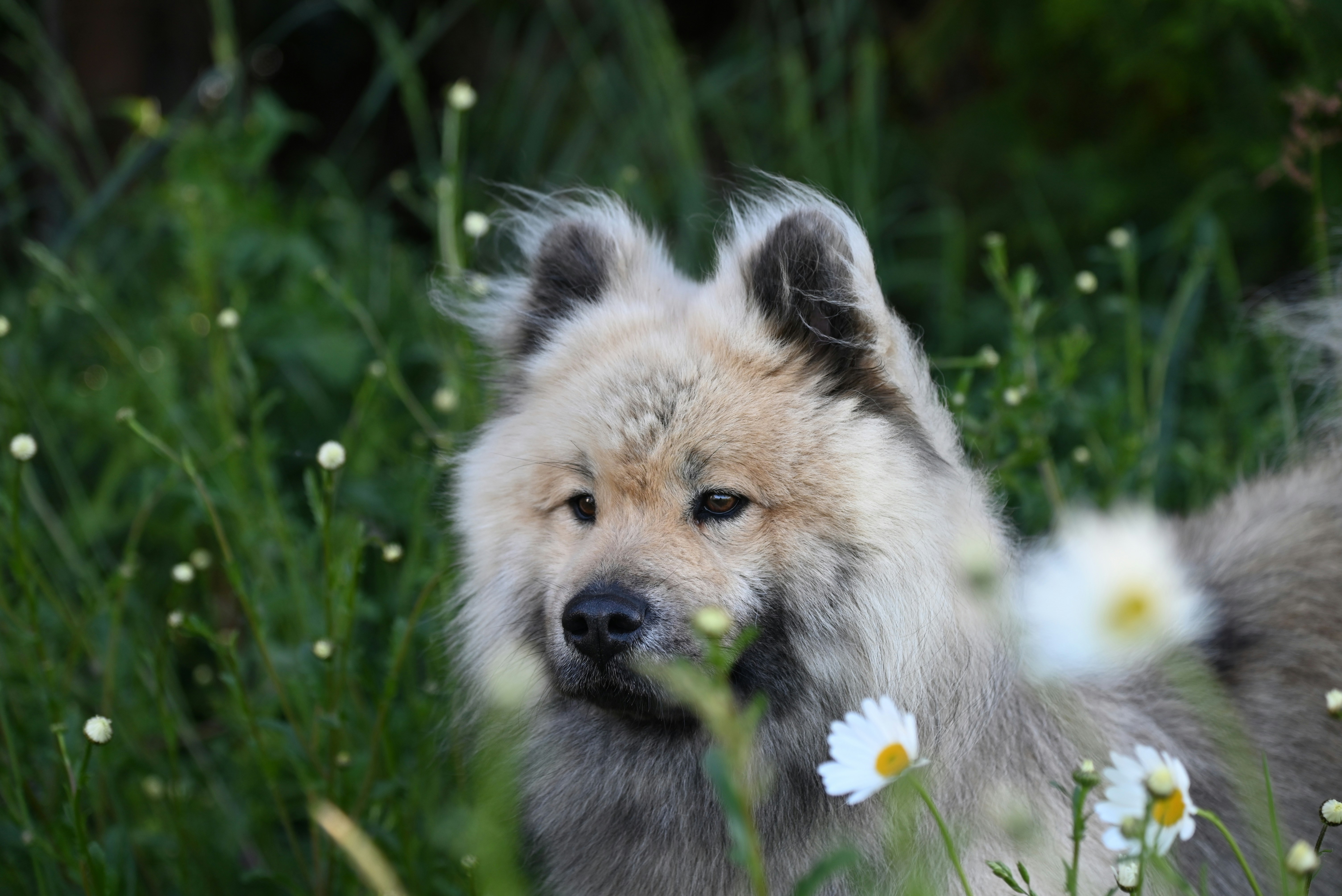 Whiskered Watcher in a Meadow of Daisies