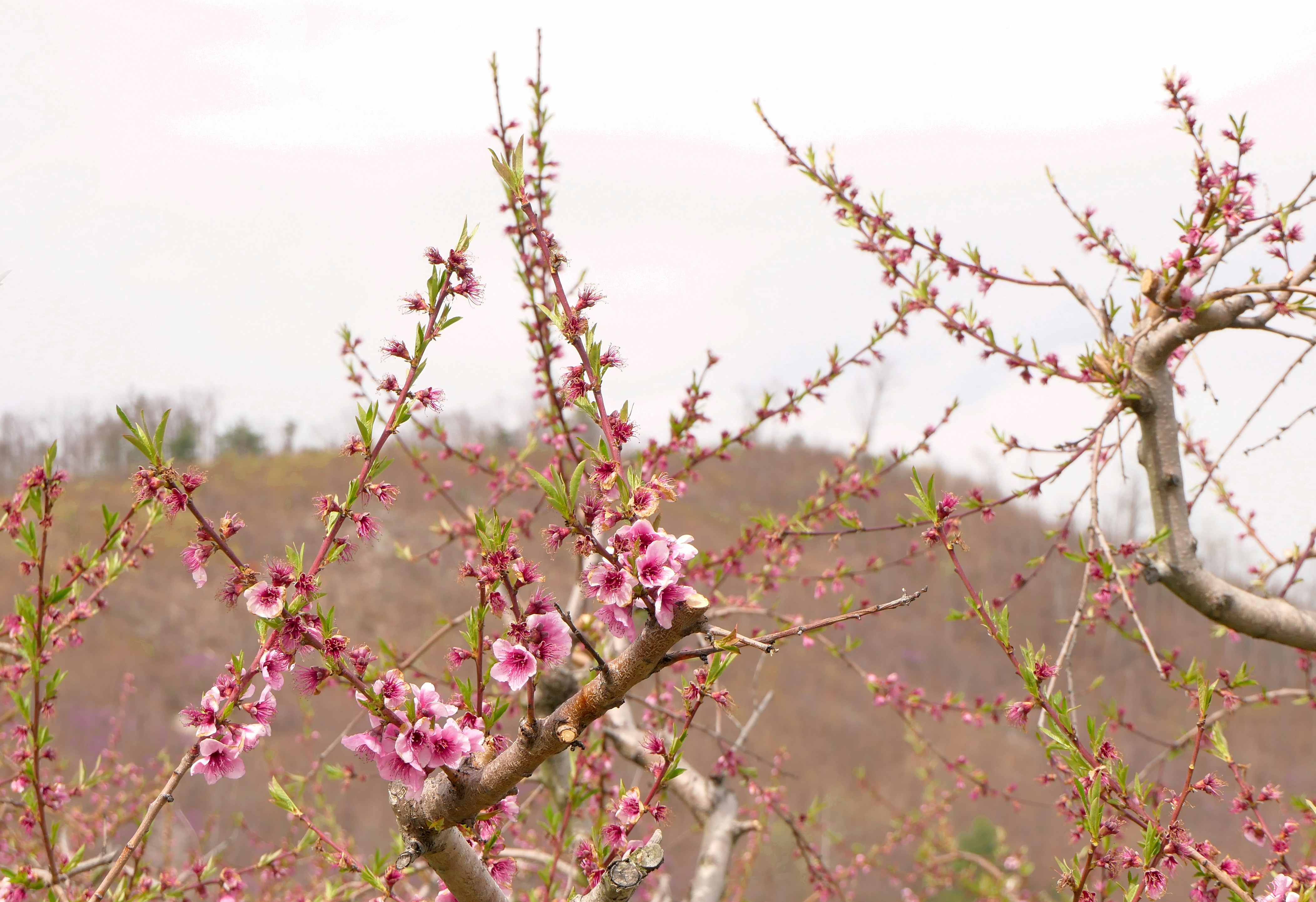 Blossoms in the Soft Light: A Quiet Orchard Moment
