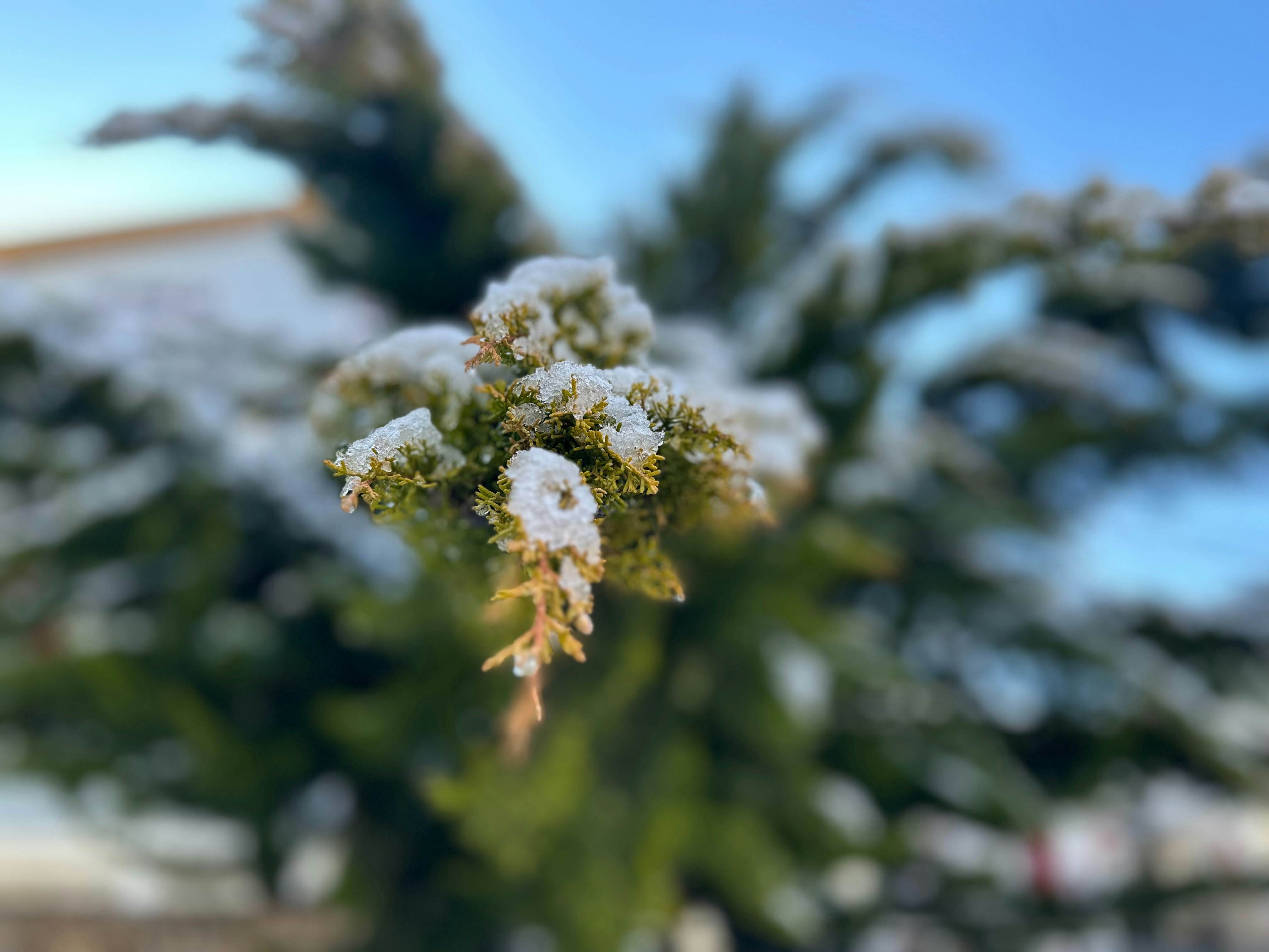 Snow-Dusted Buds in a Quiet Backyard Macro Moment