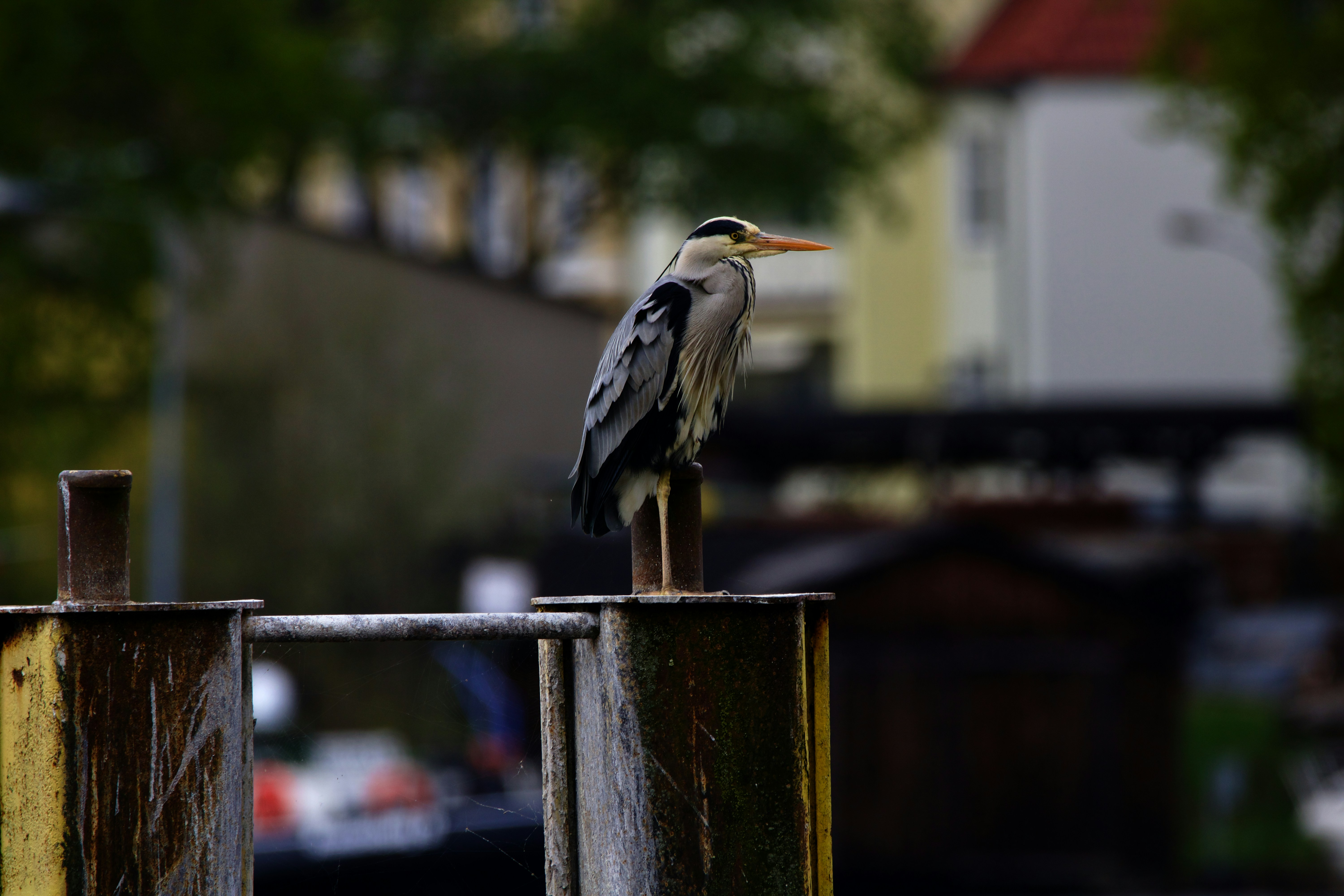 Heron On Rusted Moorings: Silent Sentinel of the Waterfront