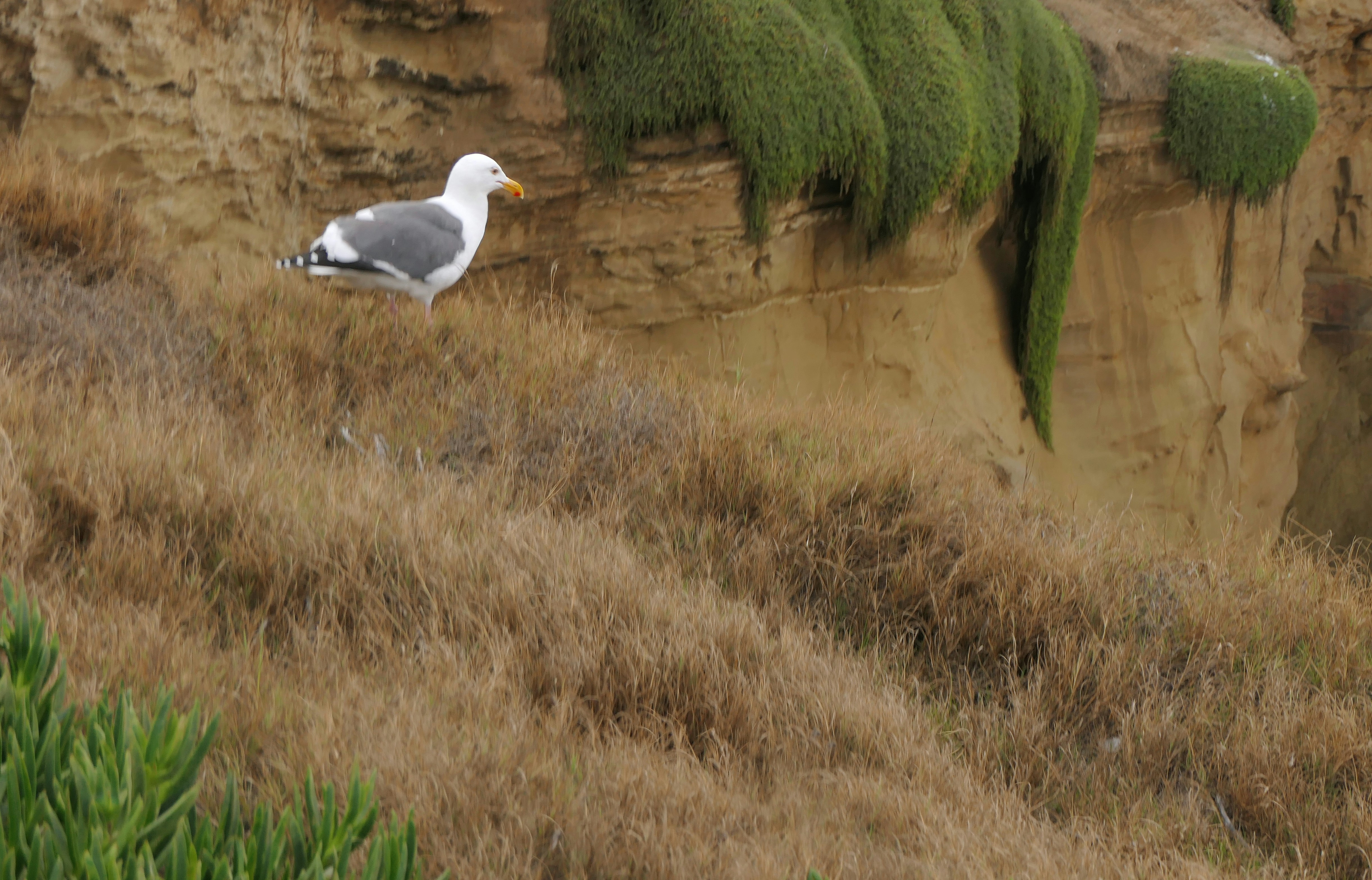 Seagull on a Windswept Cliff: Moss-Covered Majesty by the Coast