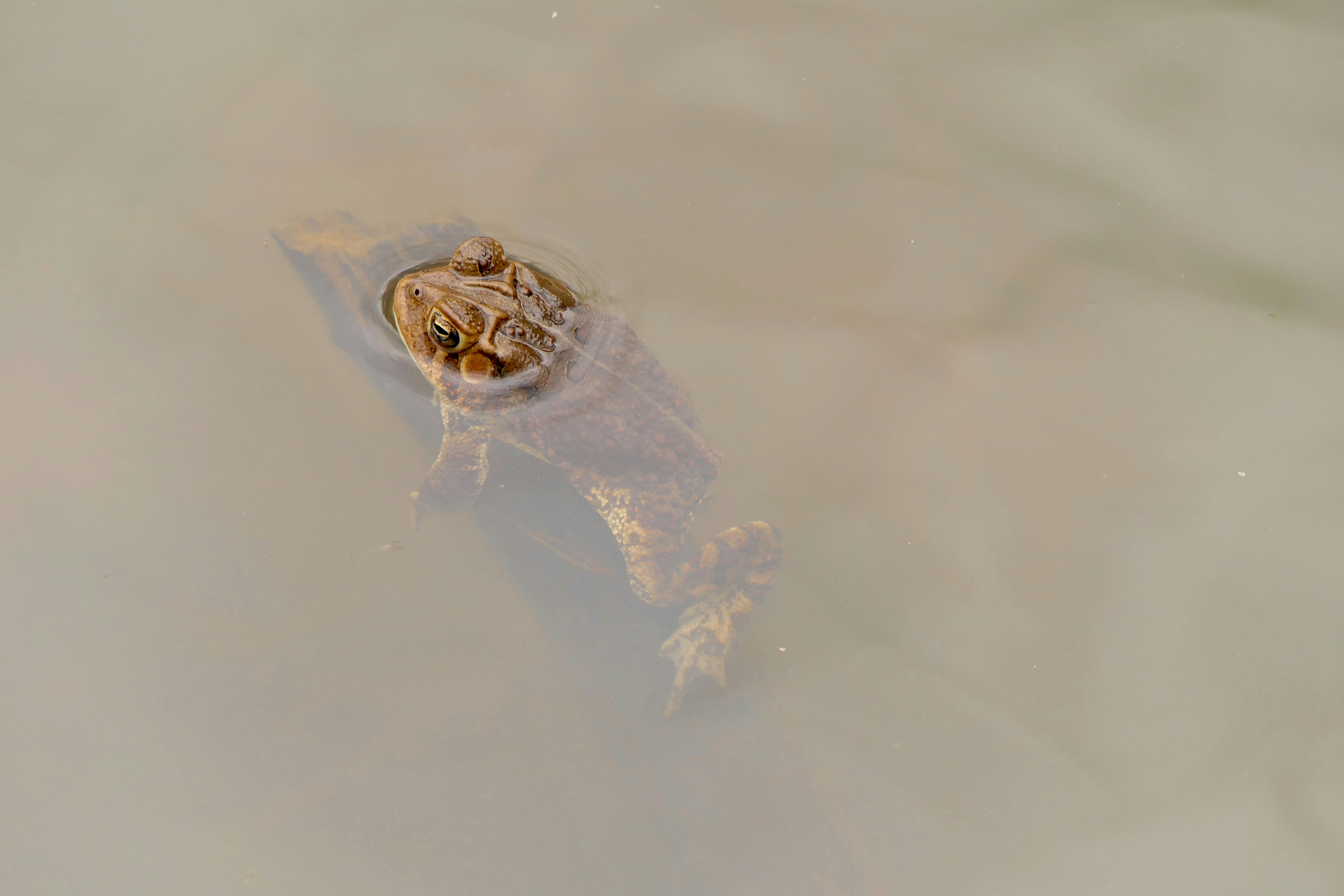 Una rana está flotando en un cuerpo de agua foto – Imagen de Animal ...