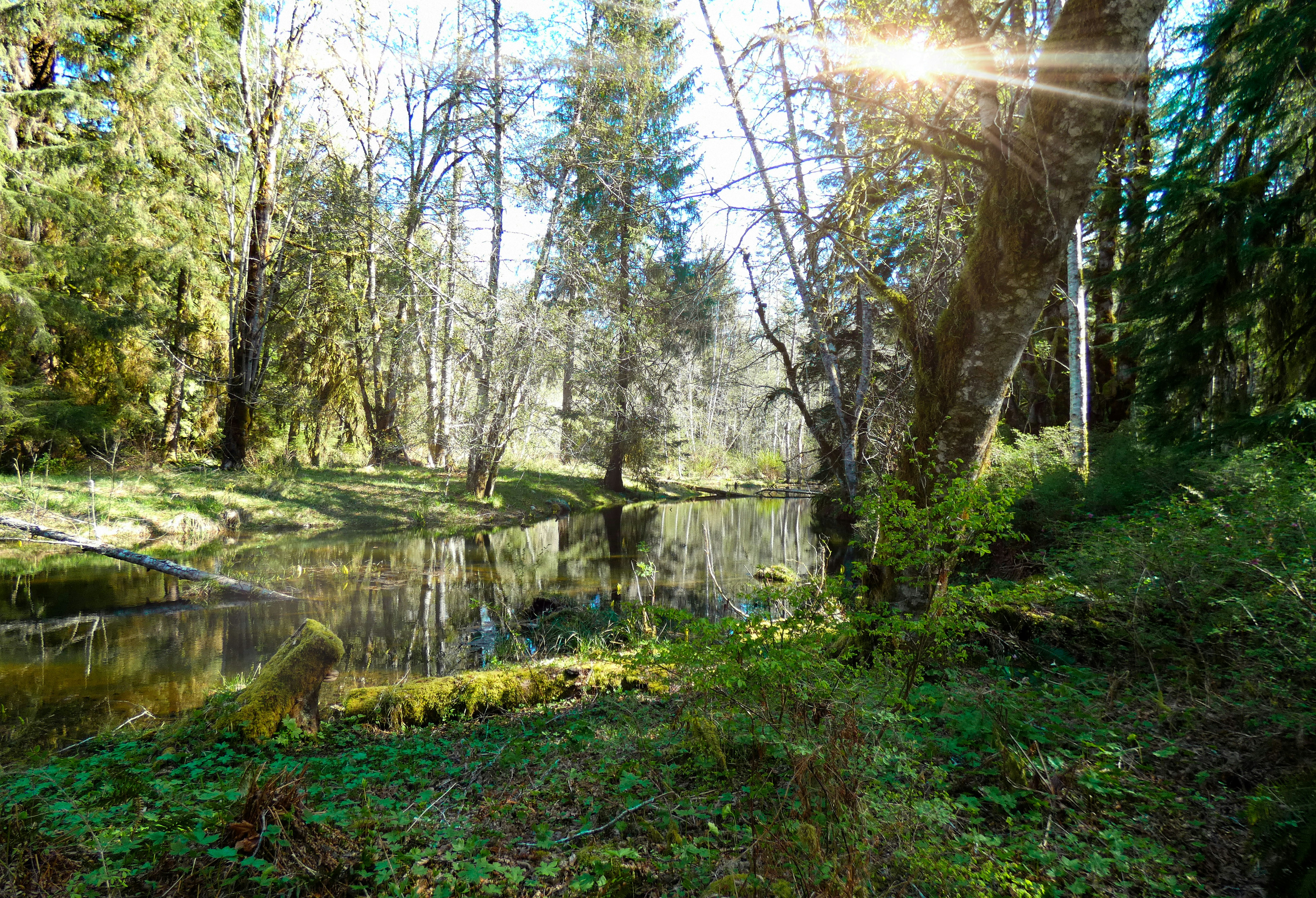 Bear Creek Park | a small stream running through a lush green forest