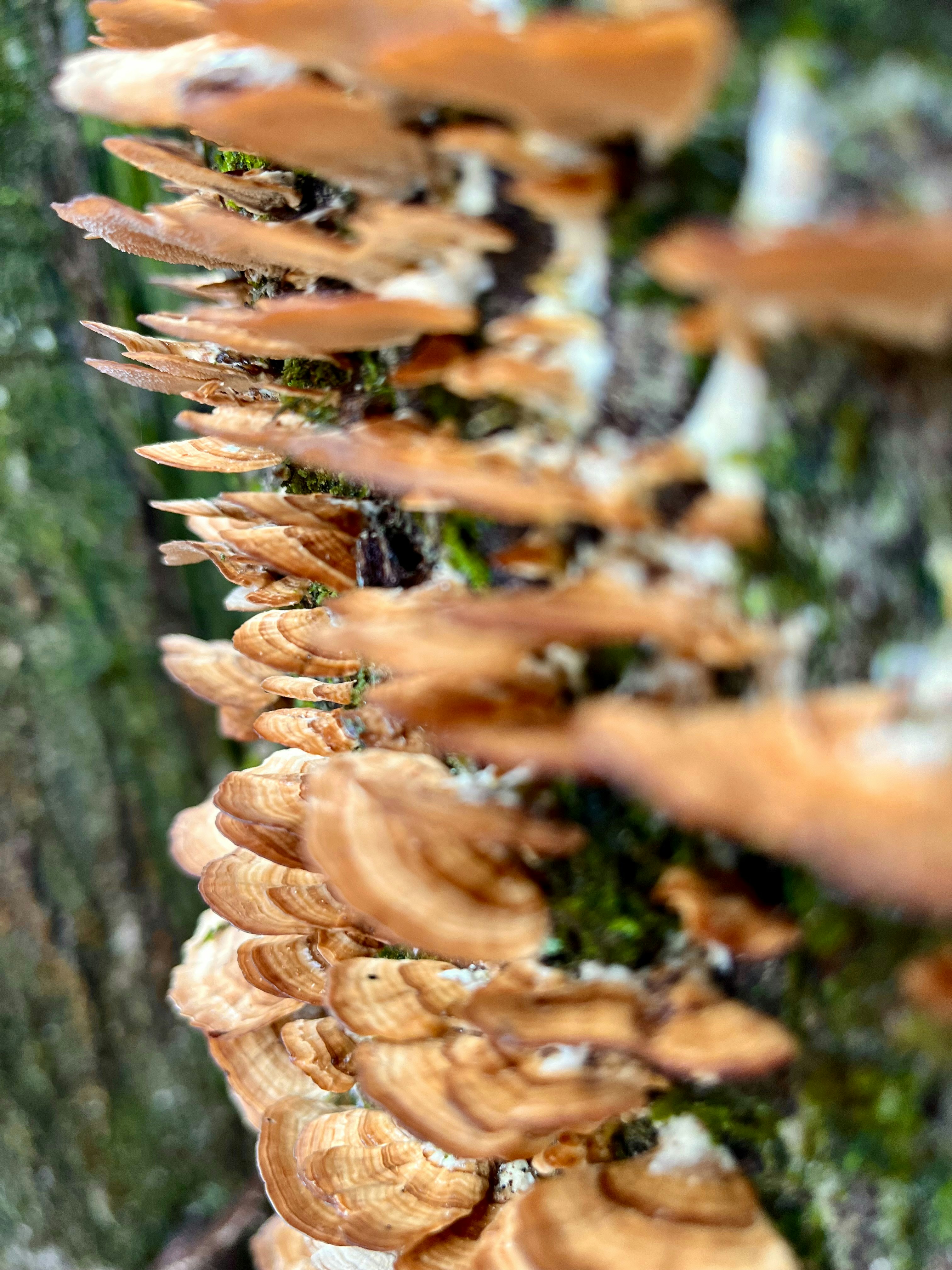 Orange Shelf Fungi: A Mossy Climb Up the Tree Trunk