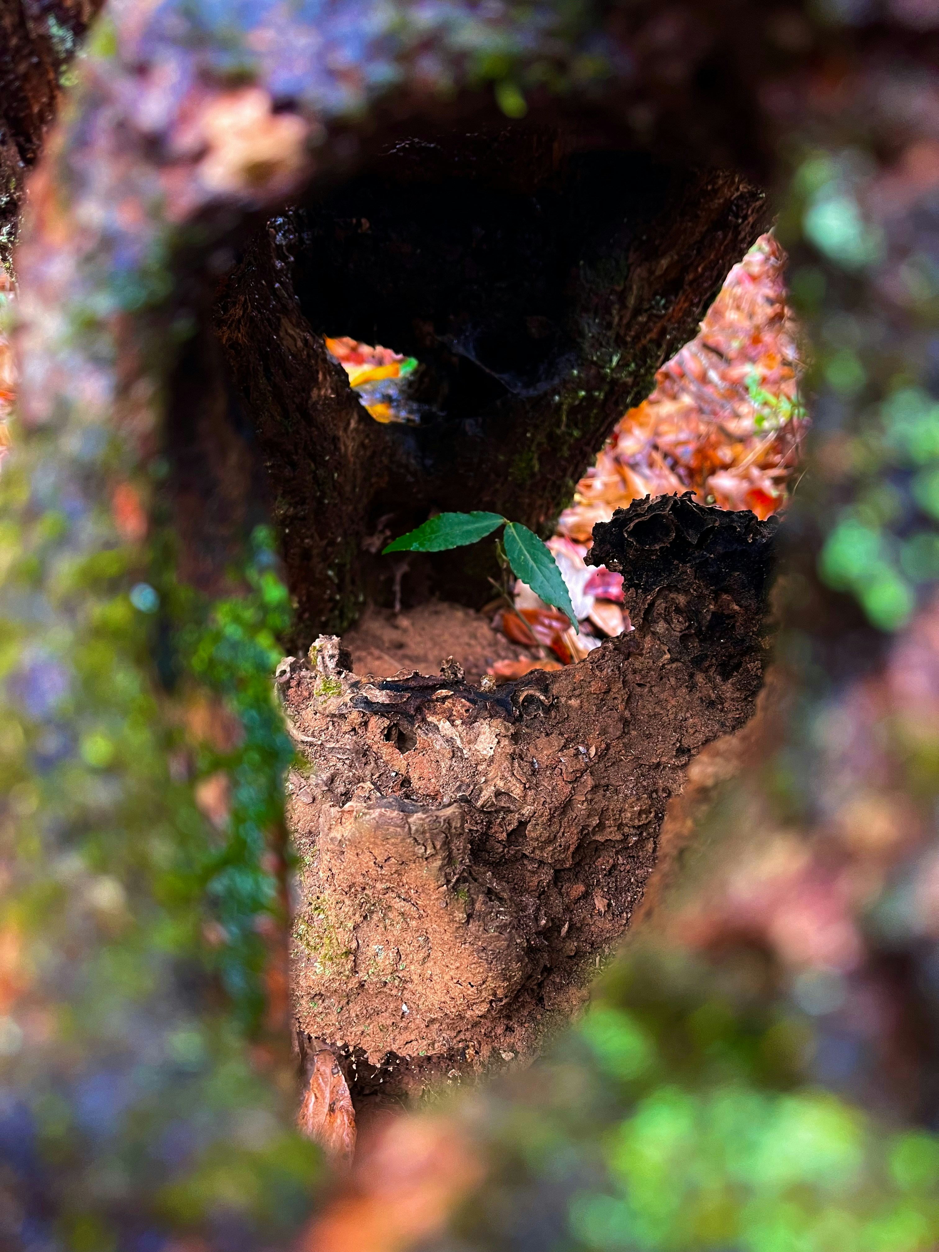 The Quiet Gate: A Tiny Leaf Through a Bark Hollow