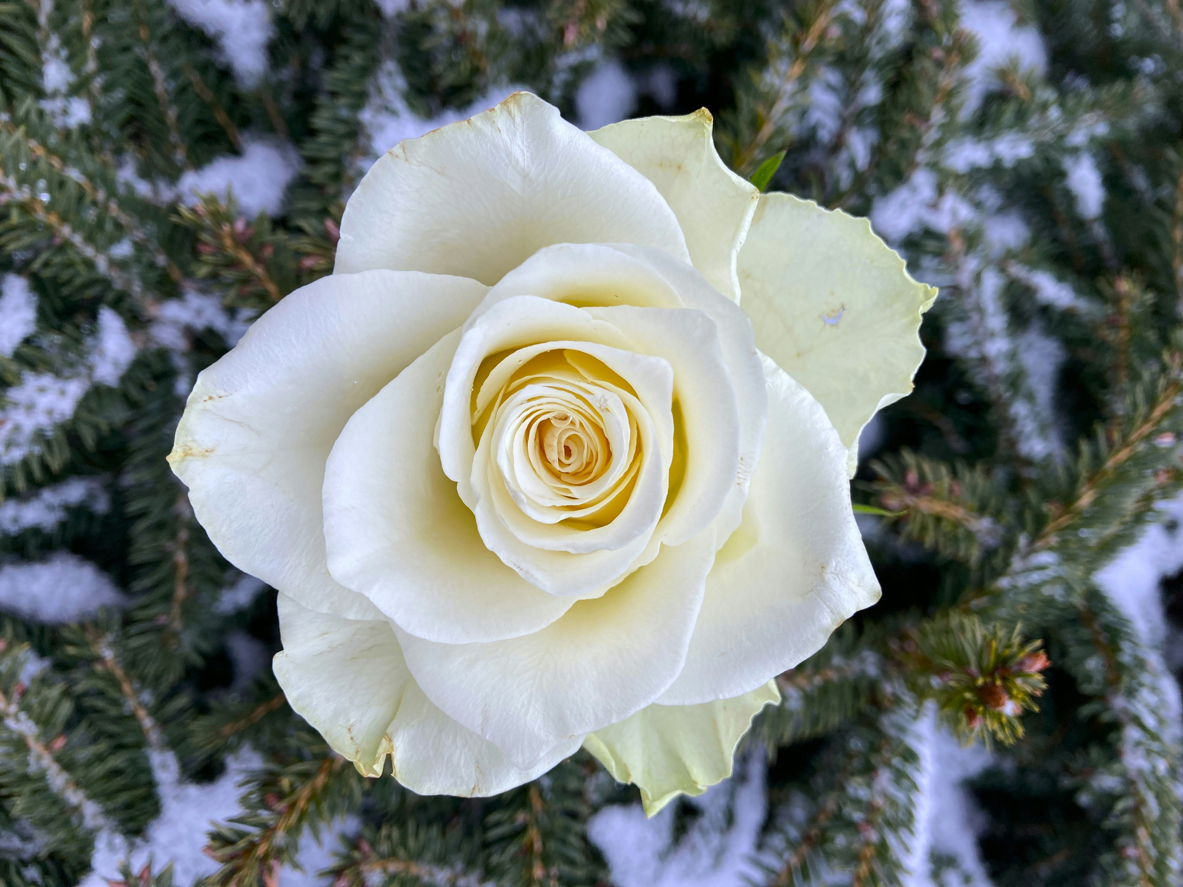Ivory Rose Amid Snow-Dusted Evergreens