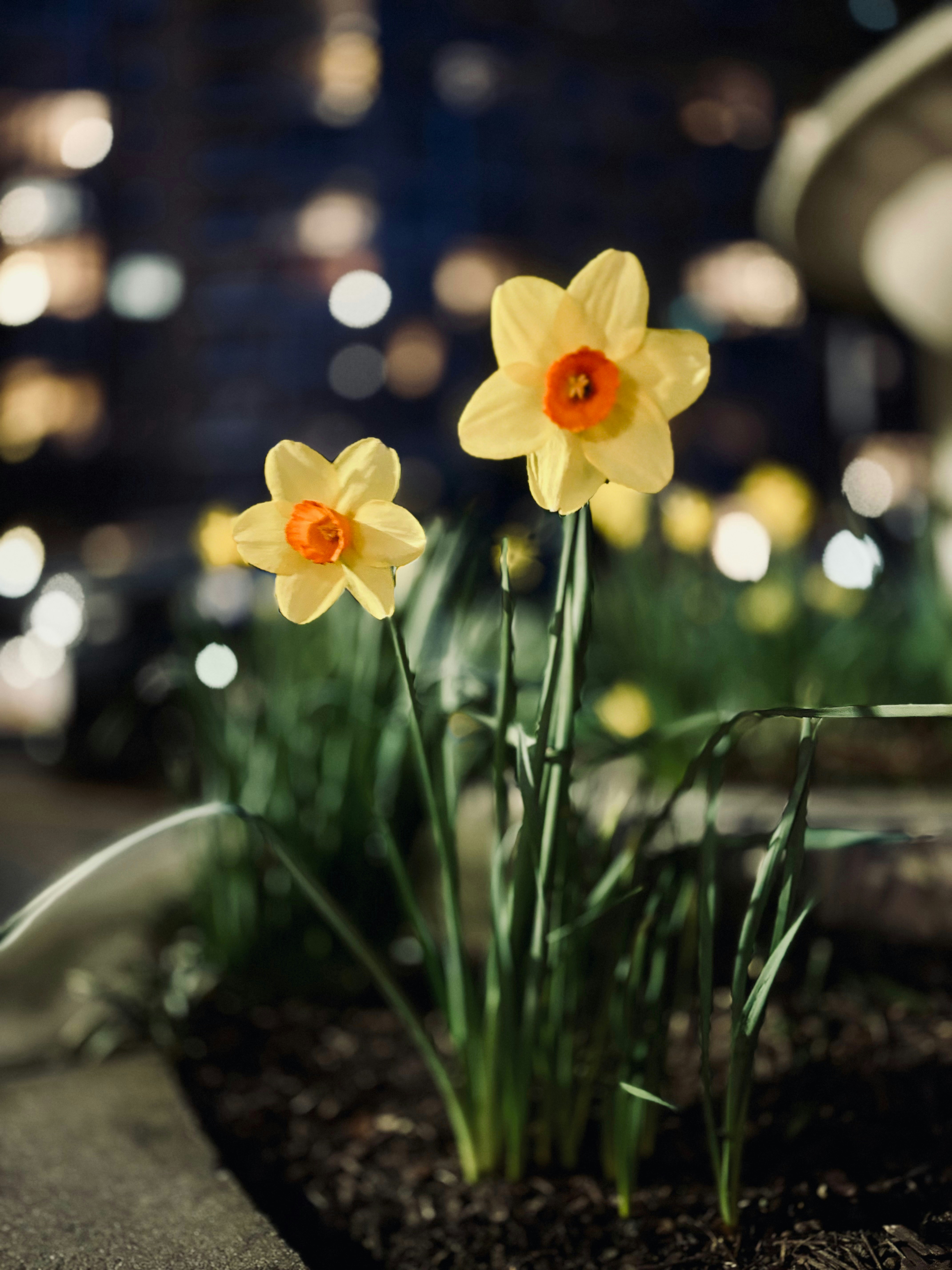 City-Glow Daffodils: Night-Bloom Portrait with Soft Bokeh