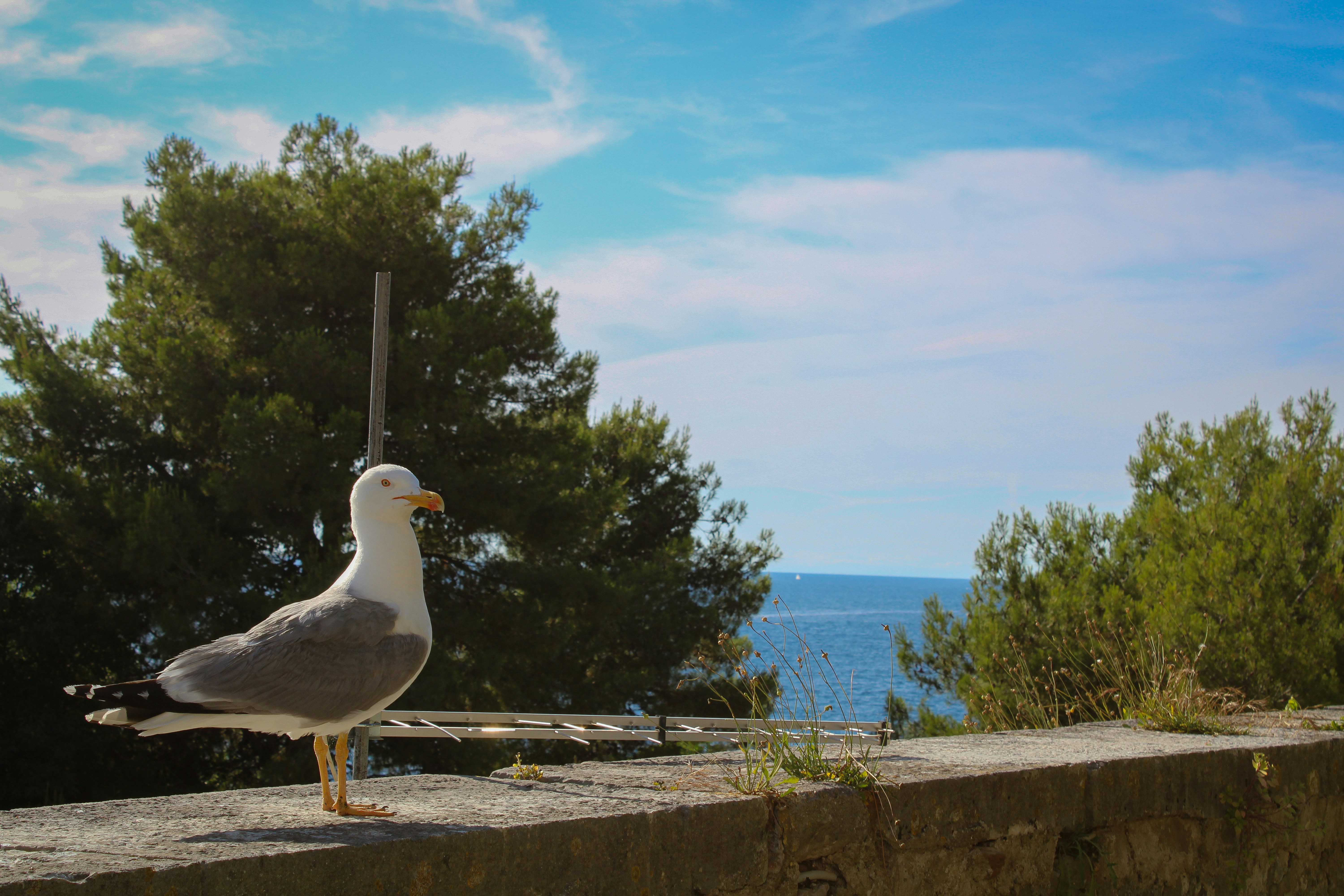 Seaside Gull Perch: A Quiet Moment Above a Weathered Sea Wall
