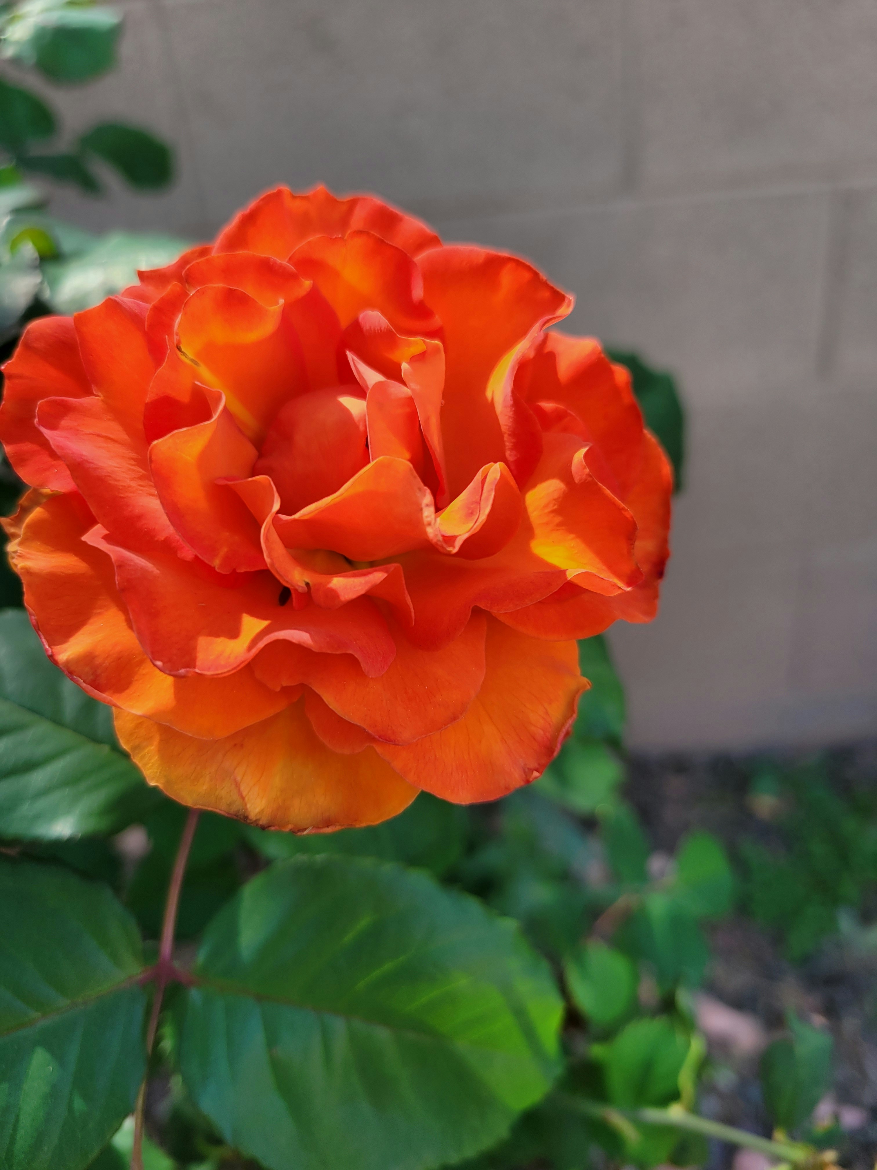 Bloom in Focus: Velvet Orange Rose Unfolding Beneath a Quiet Wall
