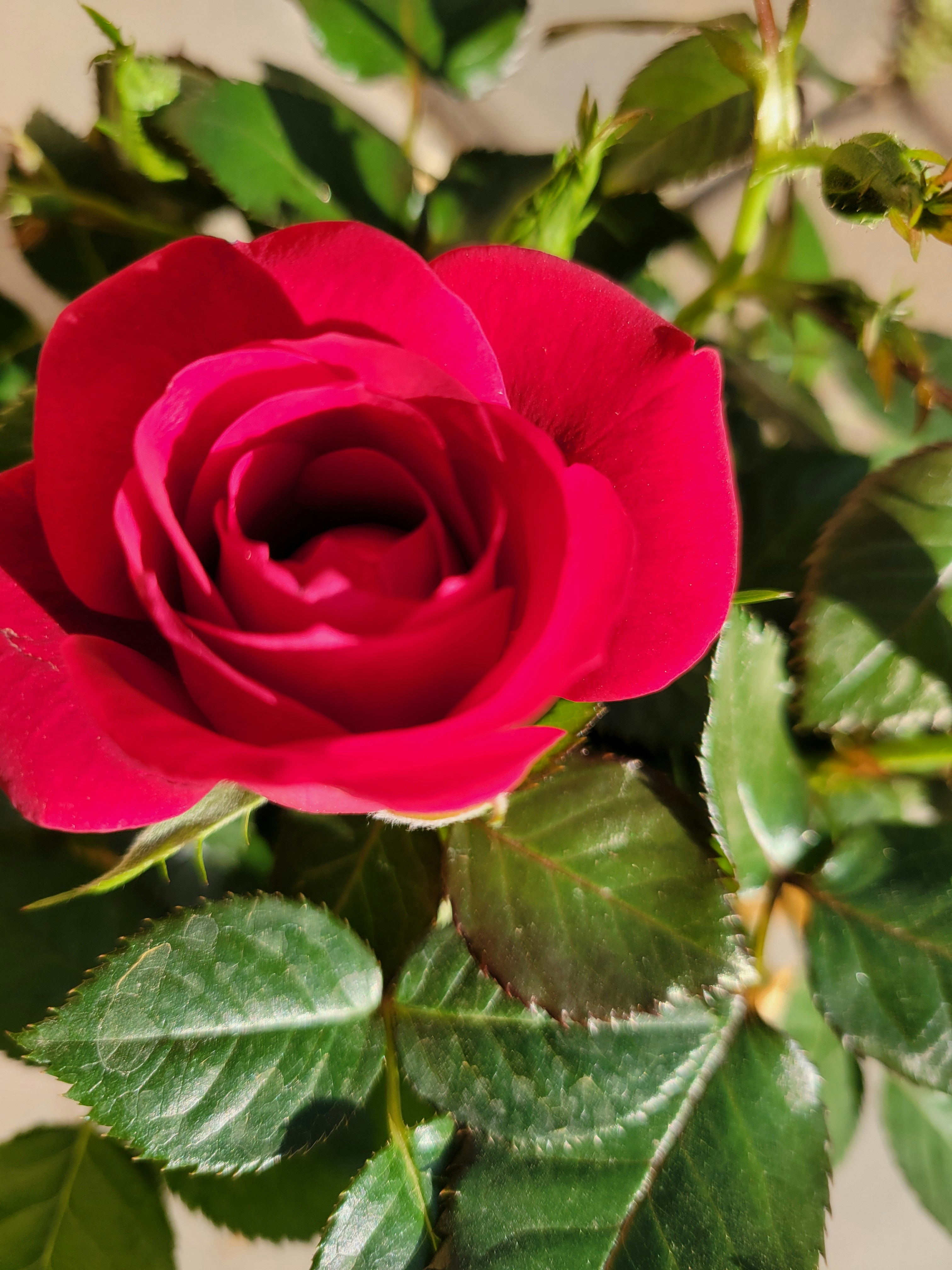 a close up of a red rose with green leavesHaripriya K