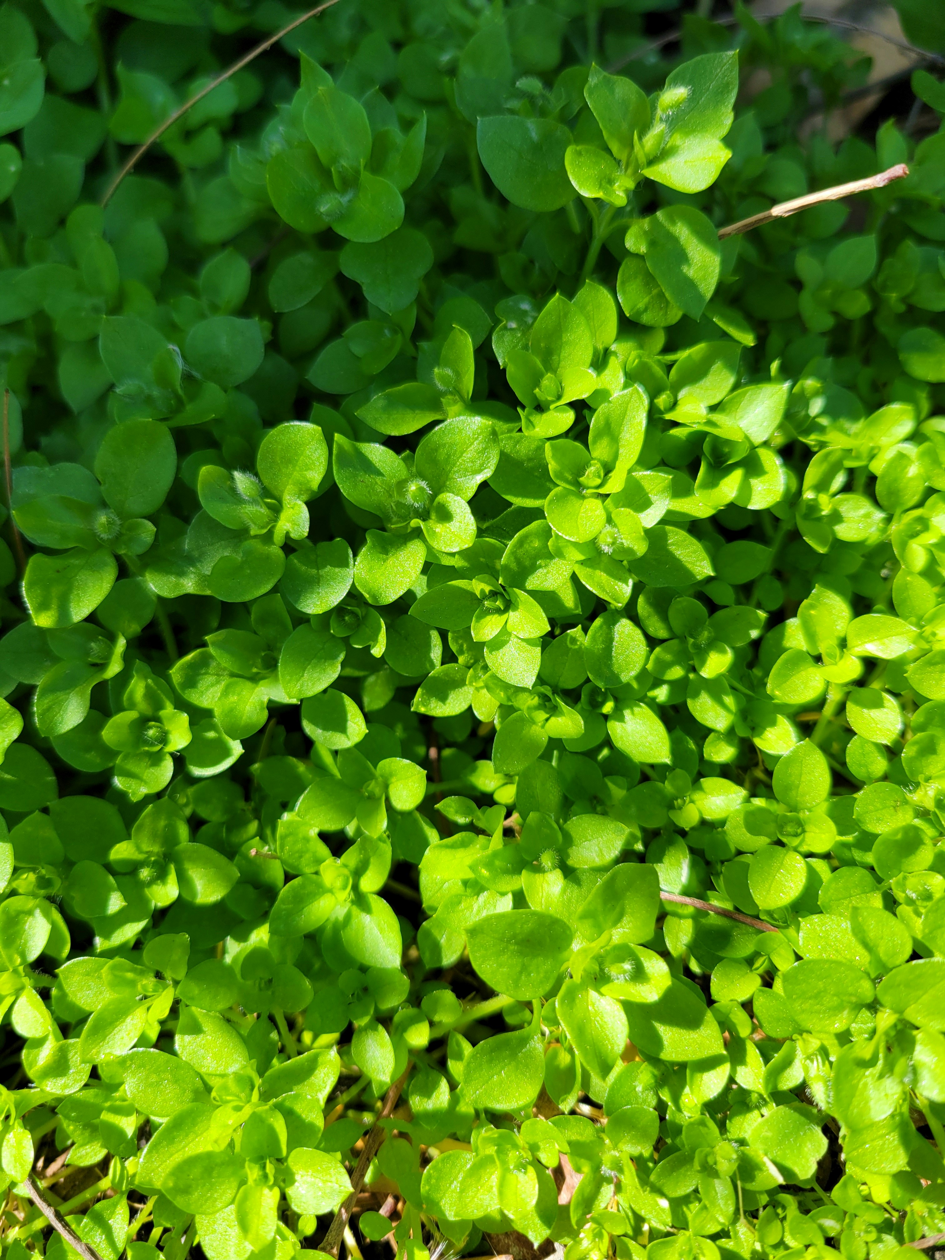a close up of a plant with green leavesHaripriya K