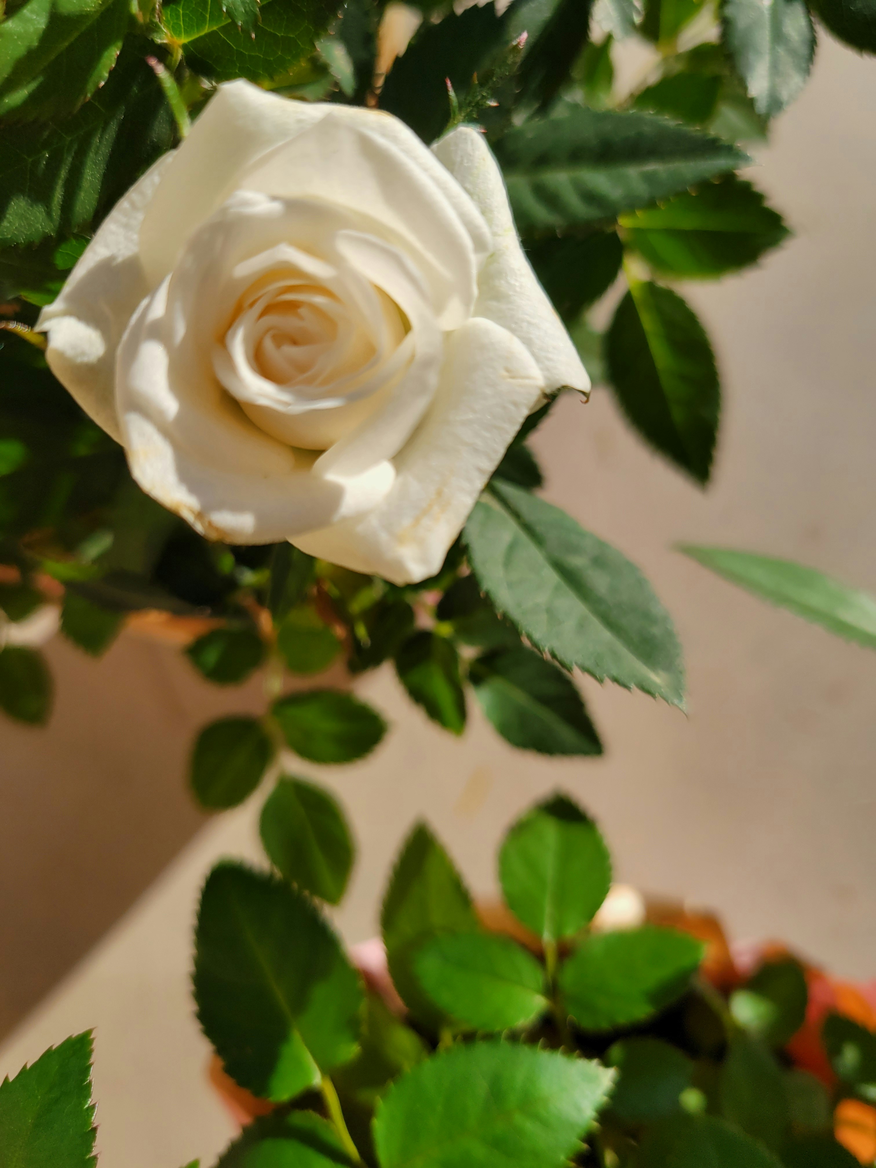a close up of a white rose on a plantHaripriya K