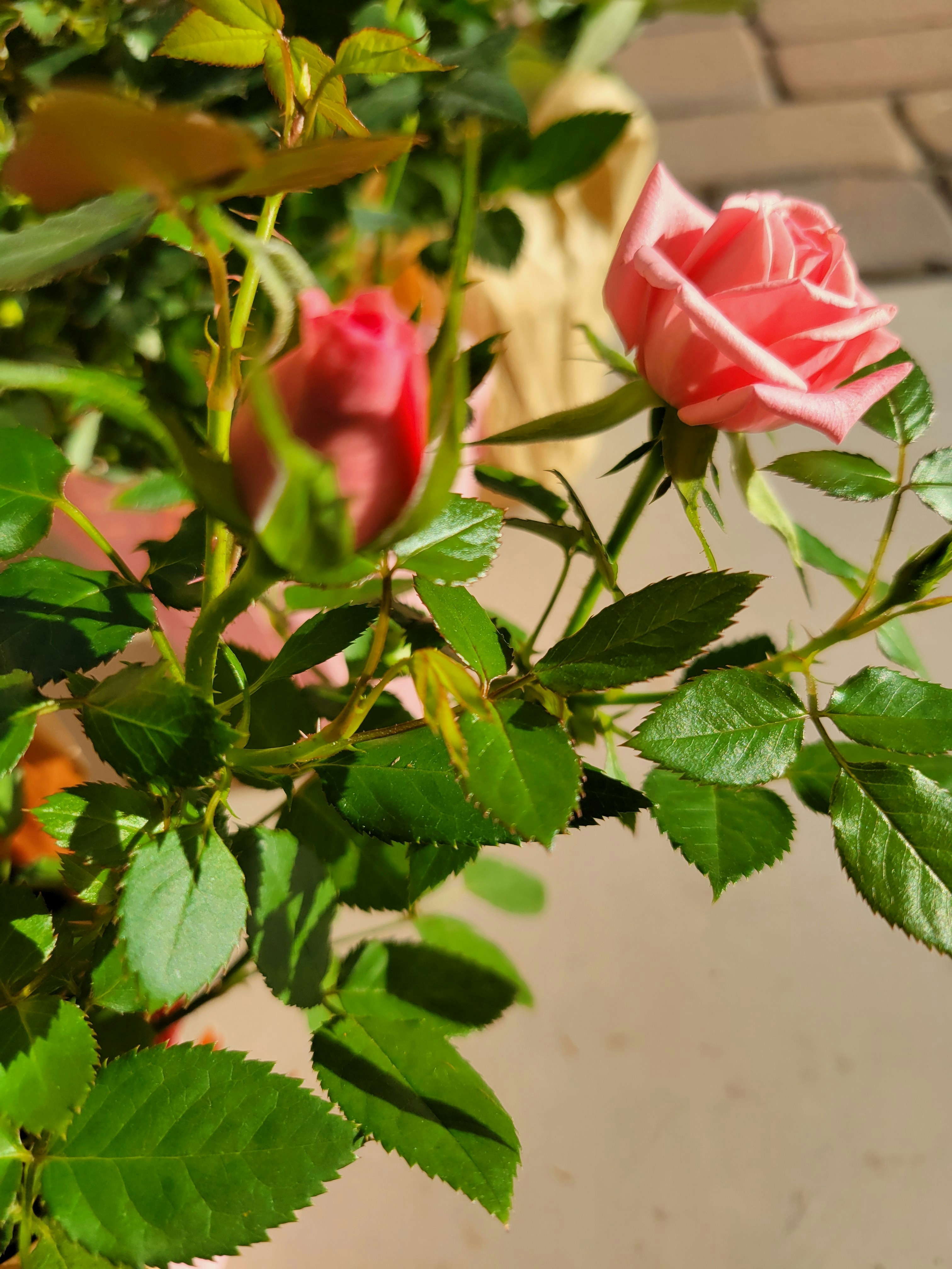 Rosybud in a Green Lattice: A Quiet Garden Moment