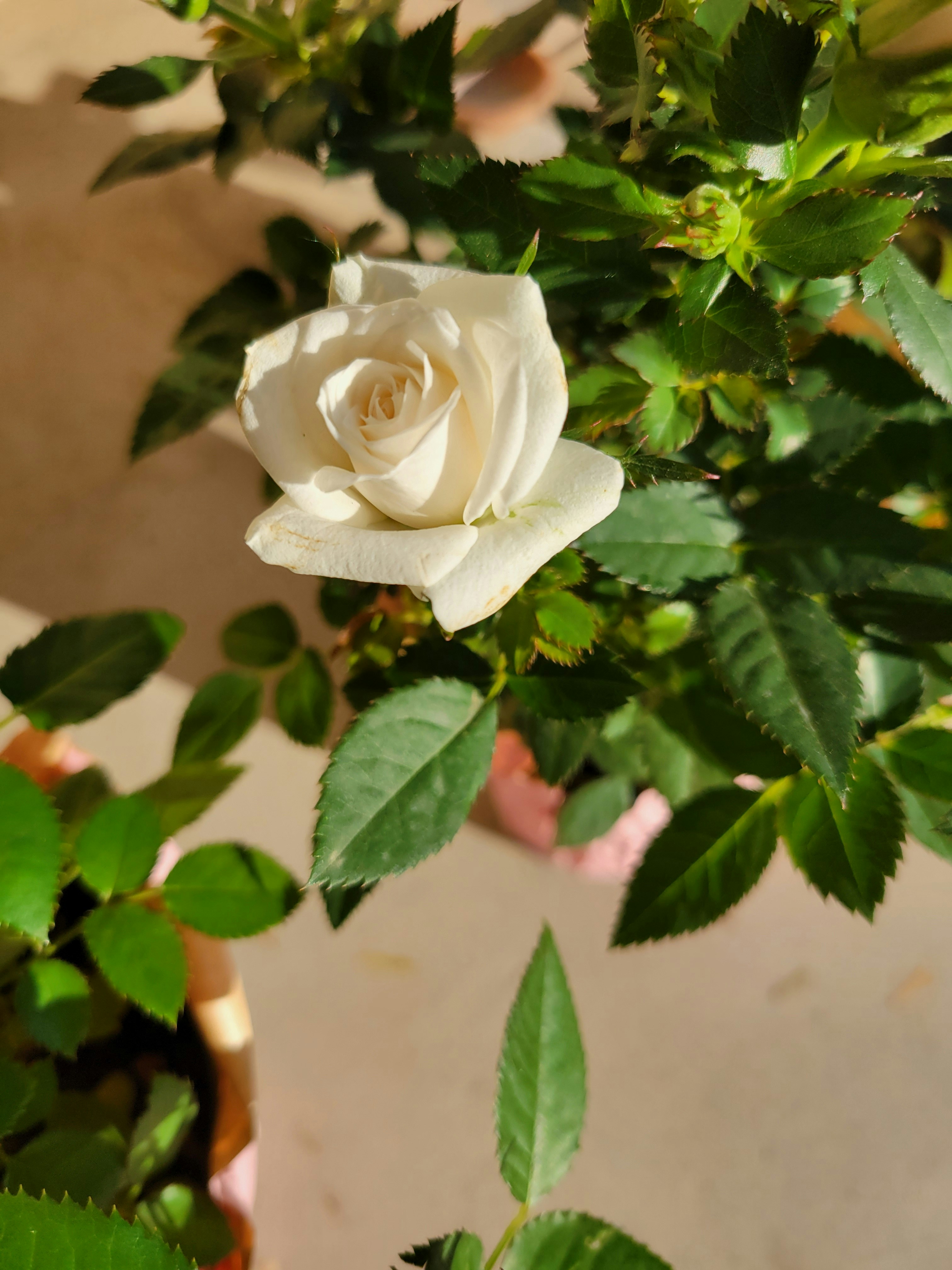 a white rose in a pot with green leavesHaripriya K