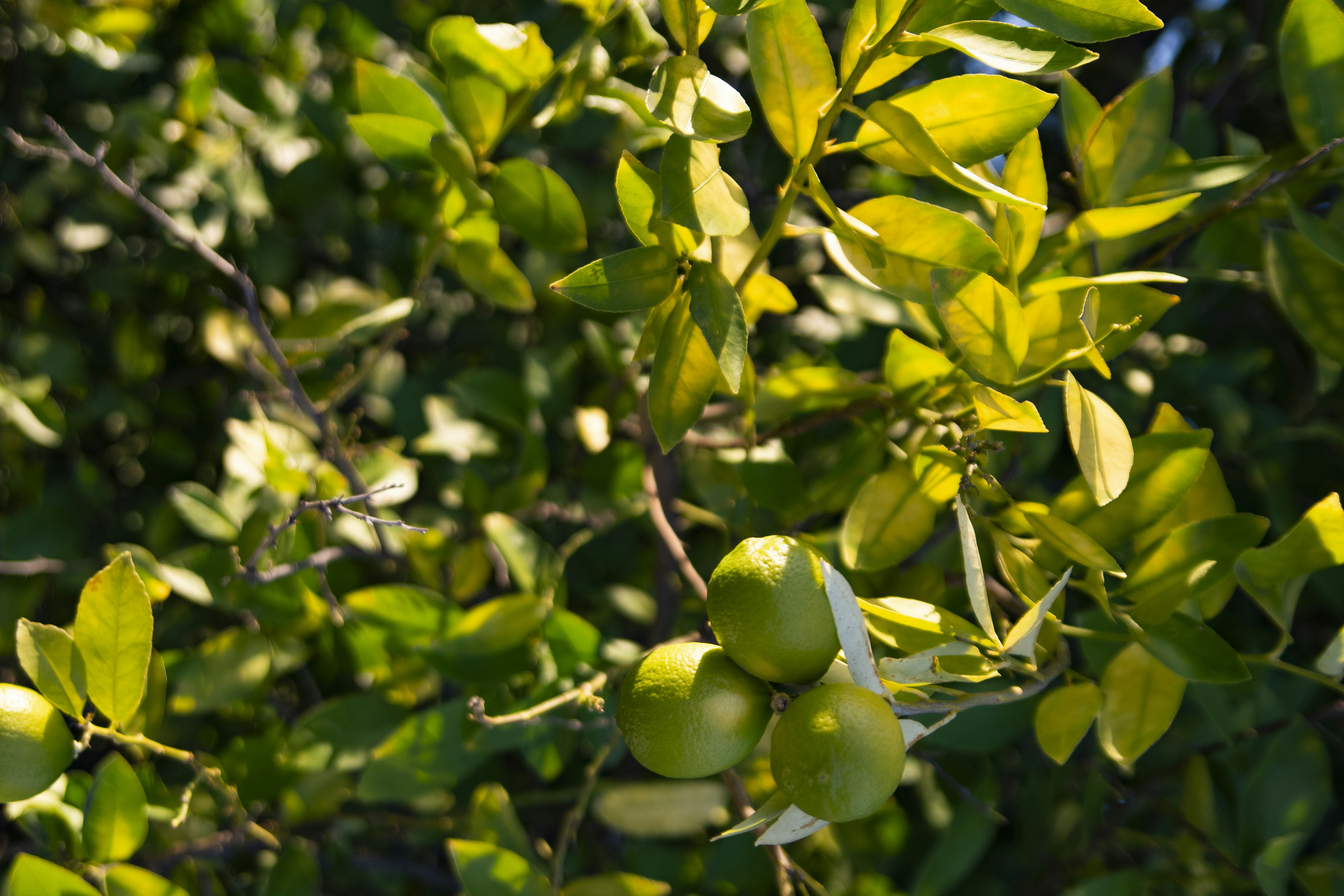Lime Tree Pictures | Download Free Images on Unsplash