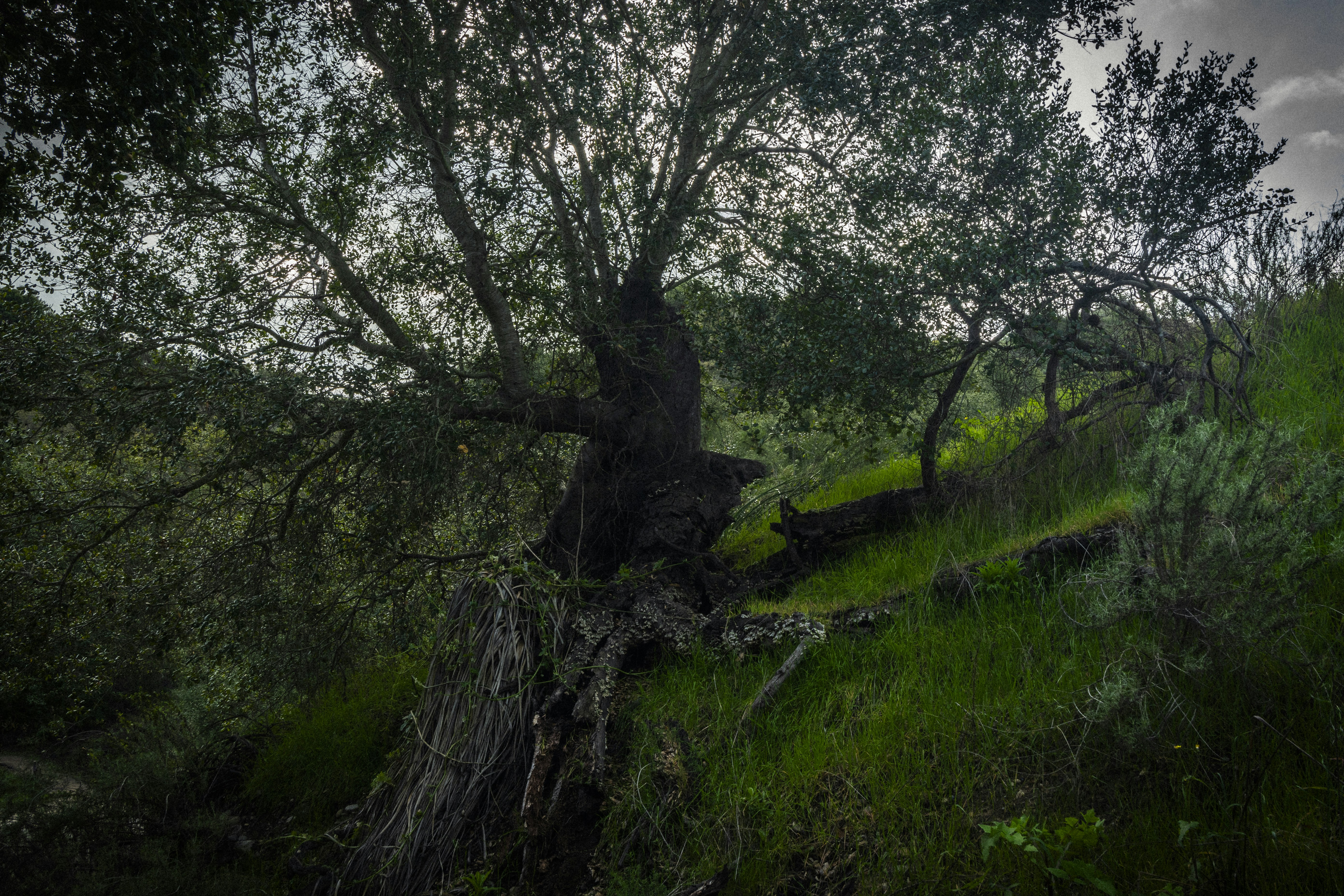 A large tree sitting on top of a lush green hillside photo – Free ...