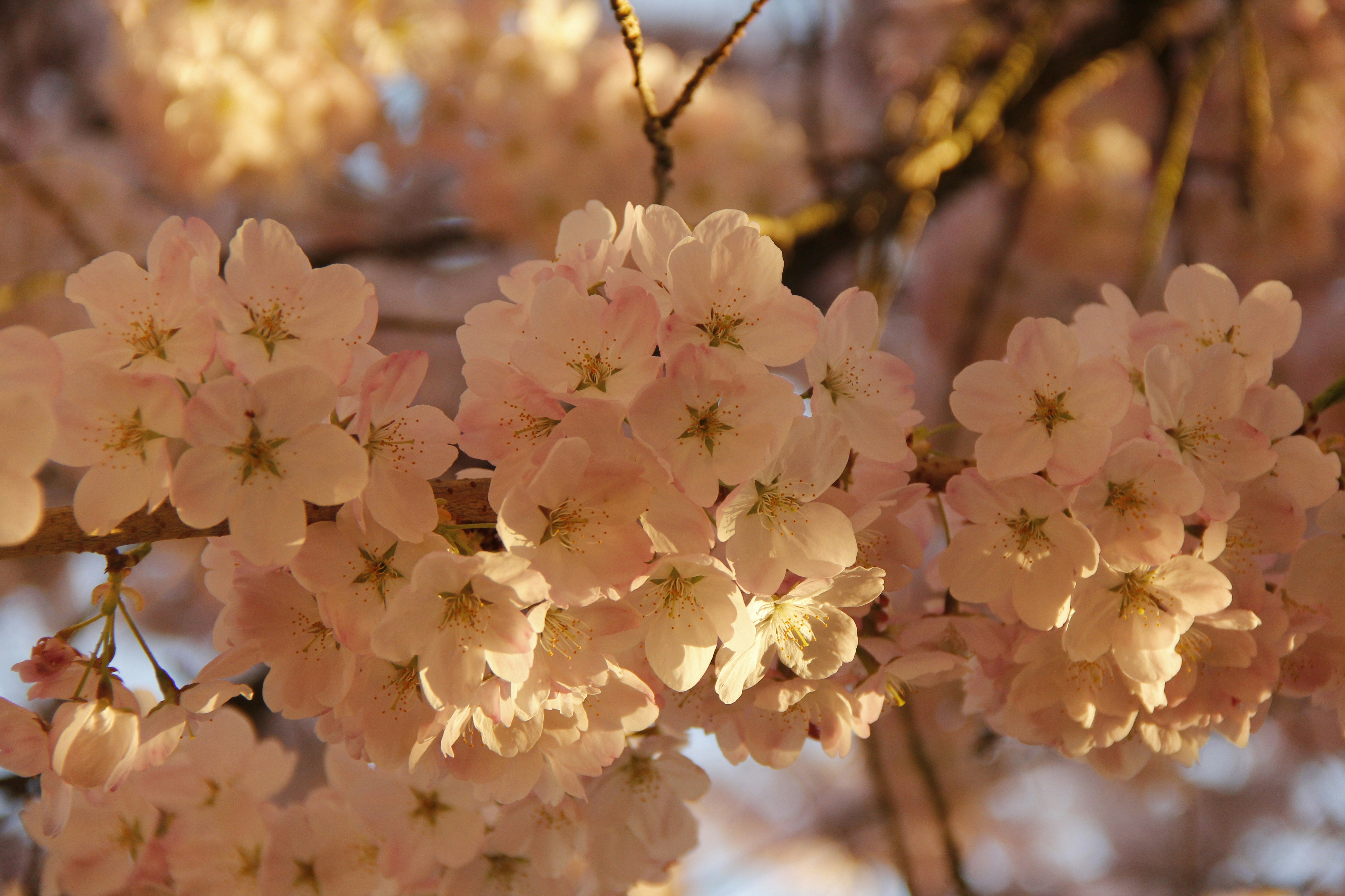 Sunlit Cherry Blossom Cascade: Pale Pink Petals in Sharp Foreground