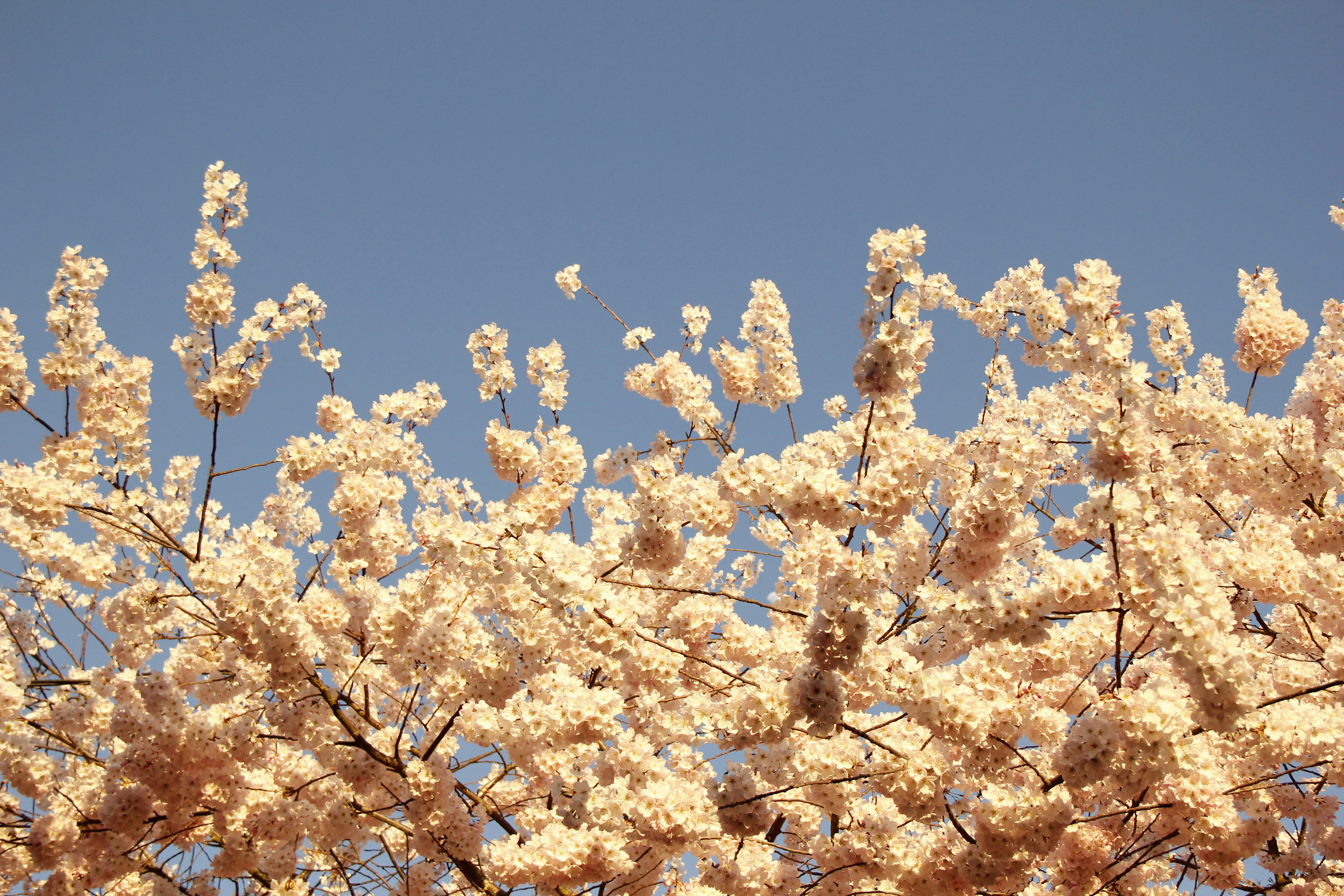 Cream-Cascade Blossoms Under a Clear Blue Sky