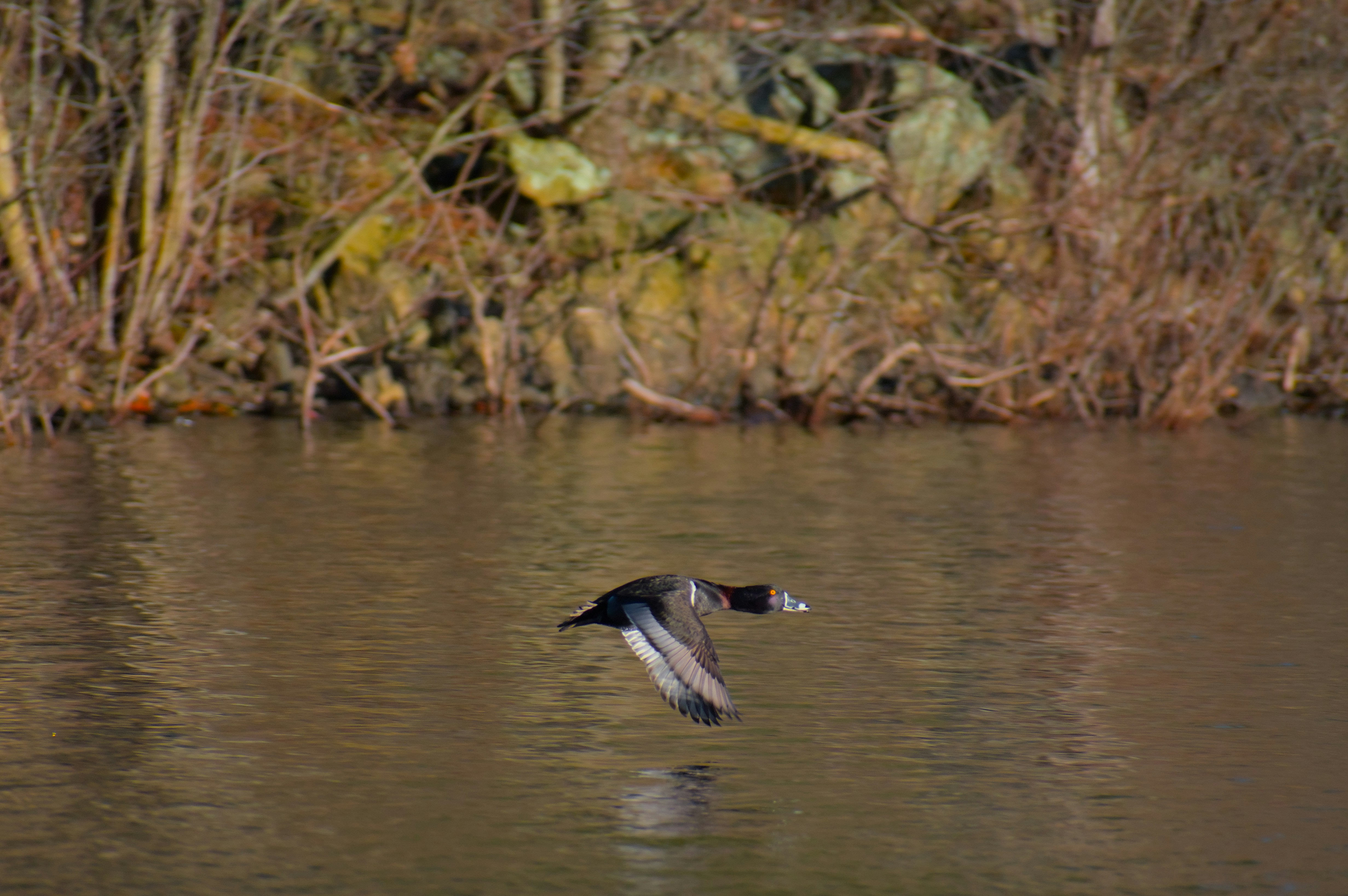 Autumn Glide: A lone duck slices through a sun-washed river