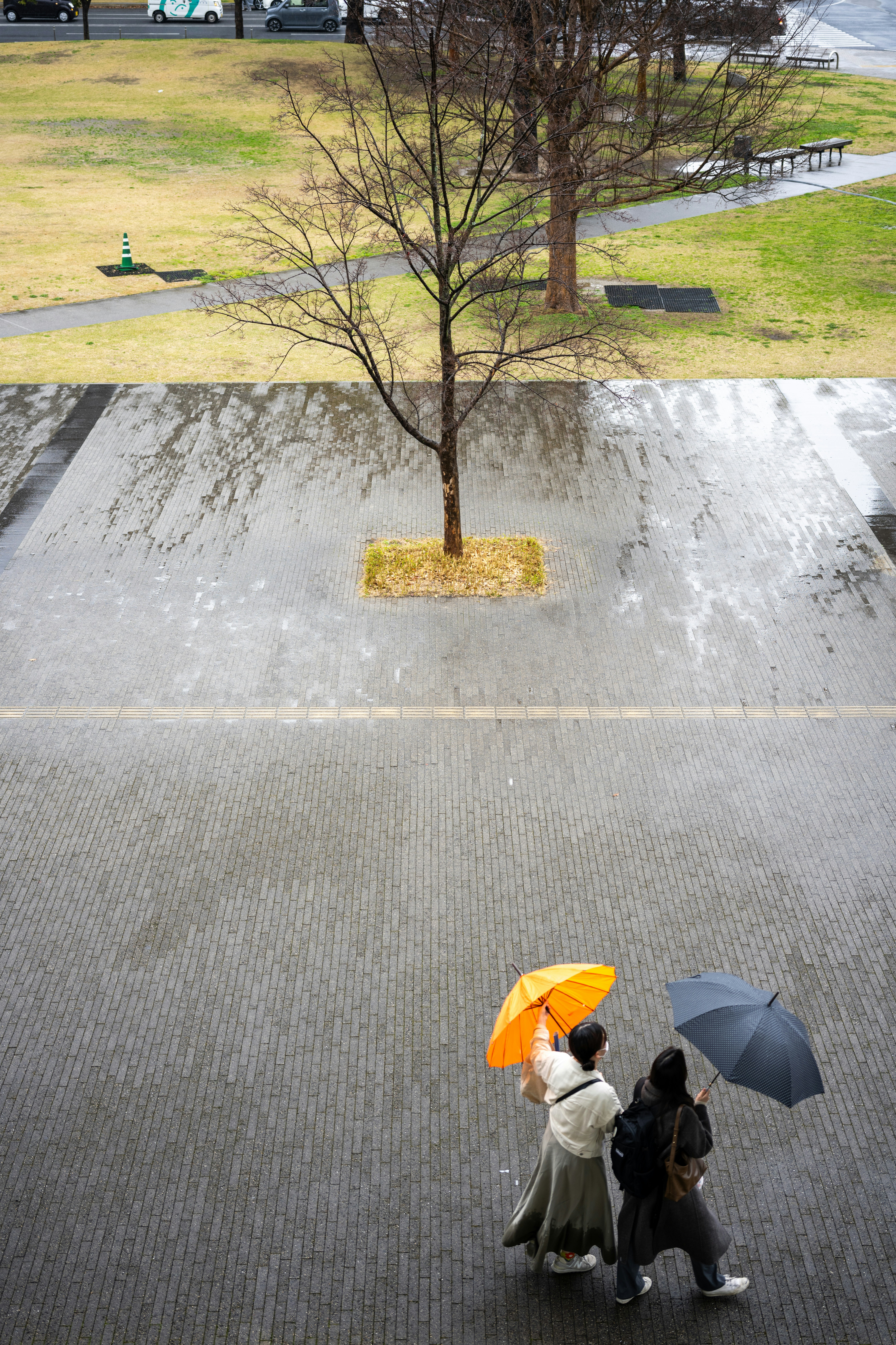 Rain-Swept Crossing: Umbrellas Meet the Lone Tree