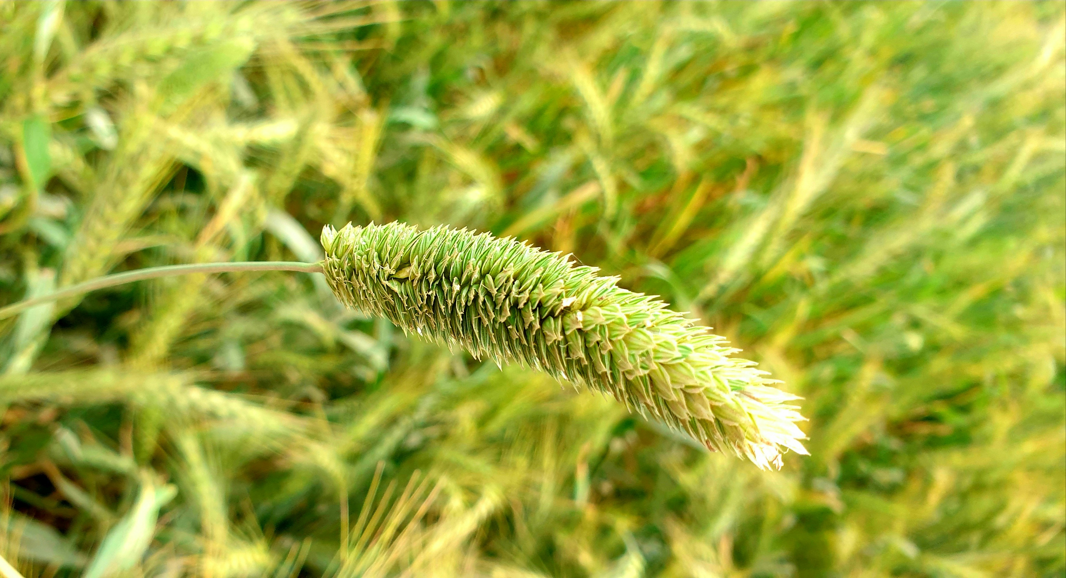 Foxtail in Focus: A Delicate Grass Spike Rising Through a Sea of Green