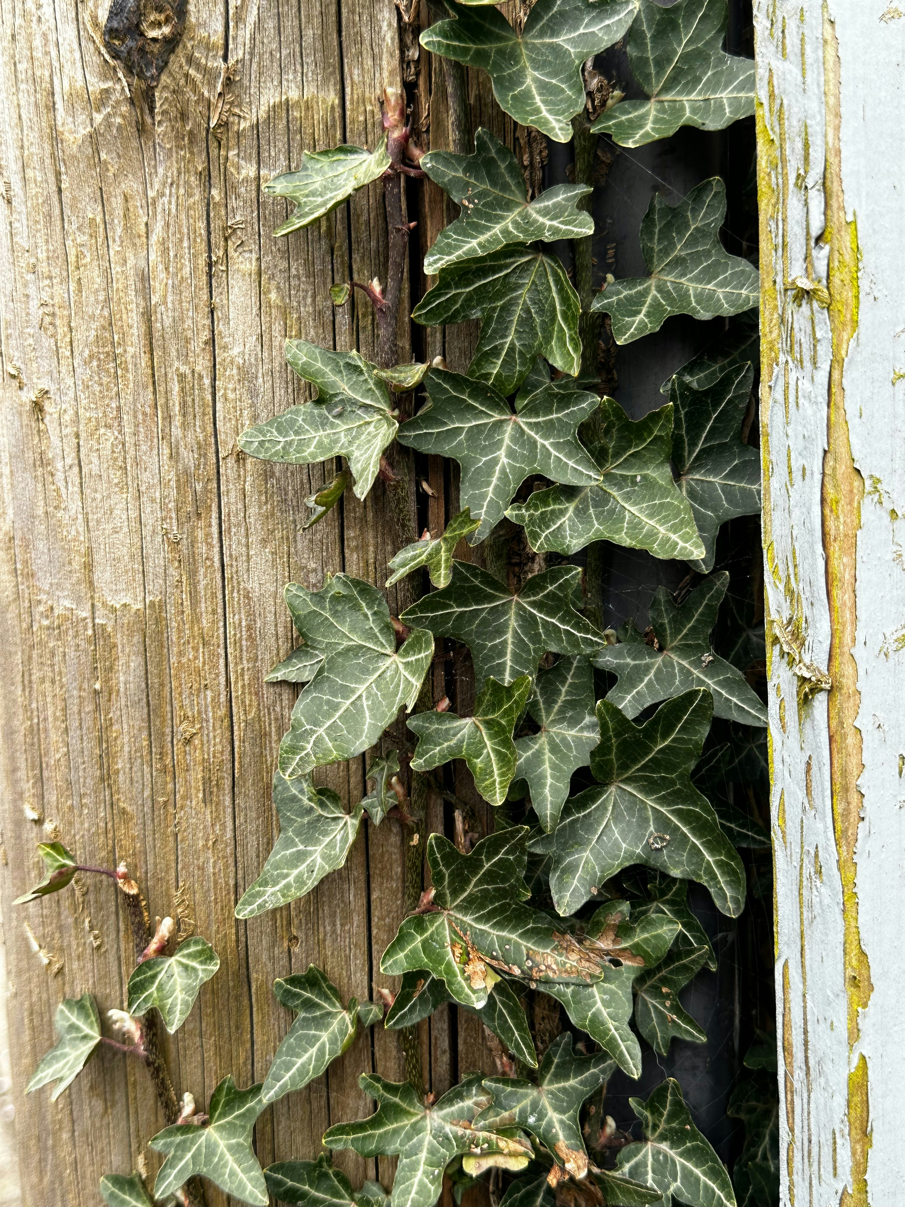 Wood, paint, ivy, leaves