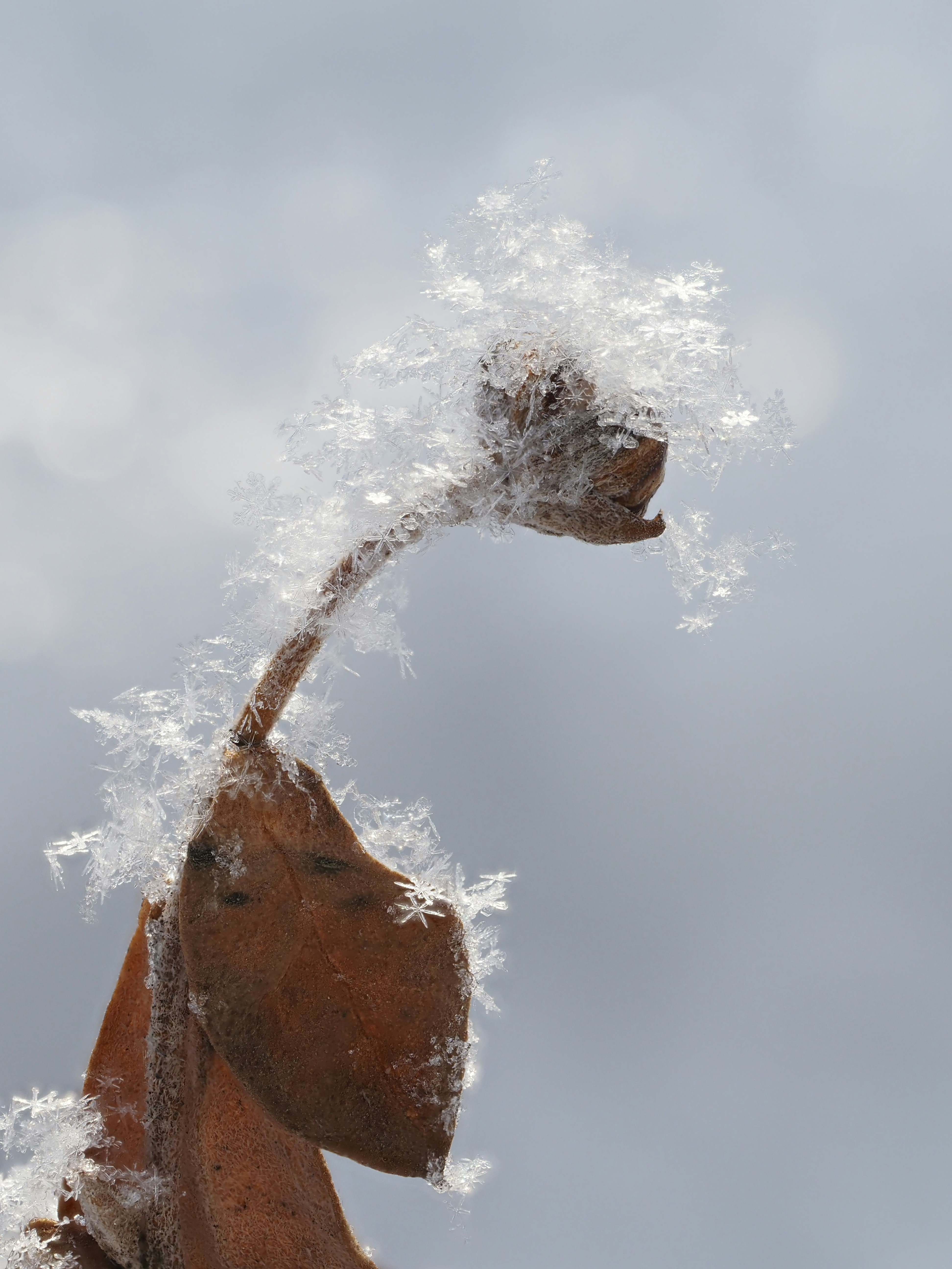 Arctic Lace on a Withered Stem Against a Soft Winter Sky