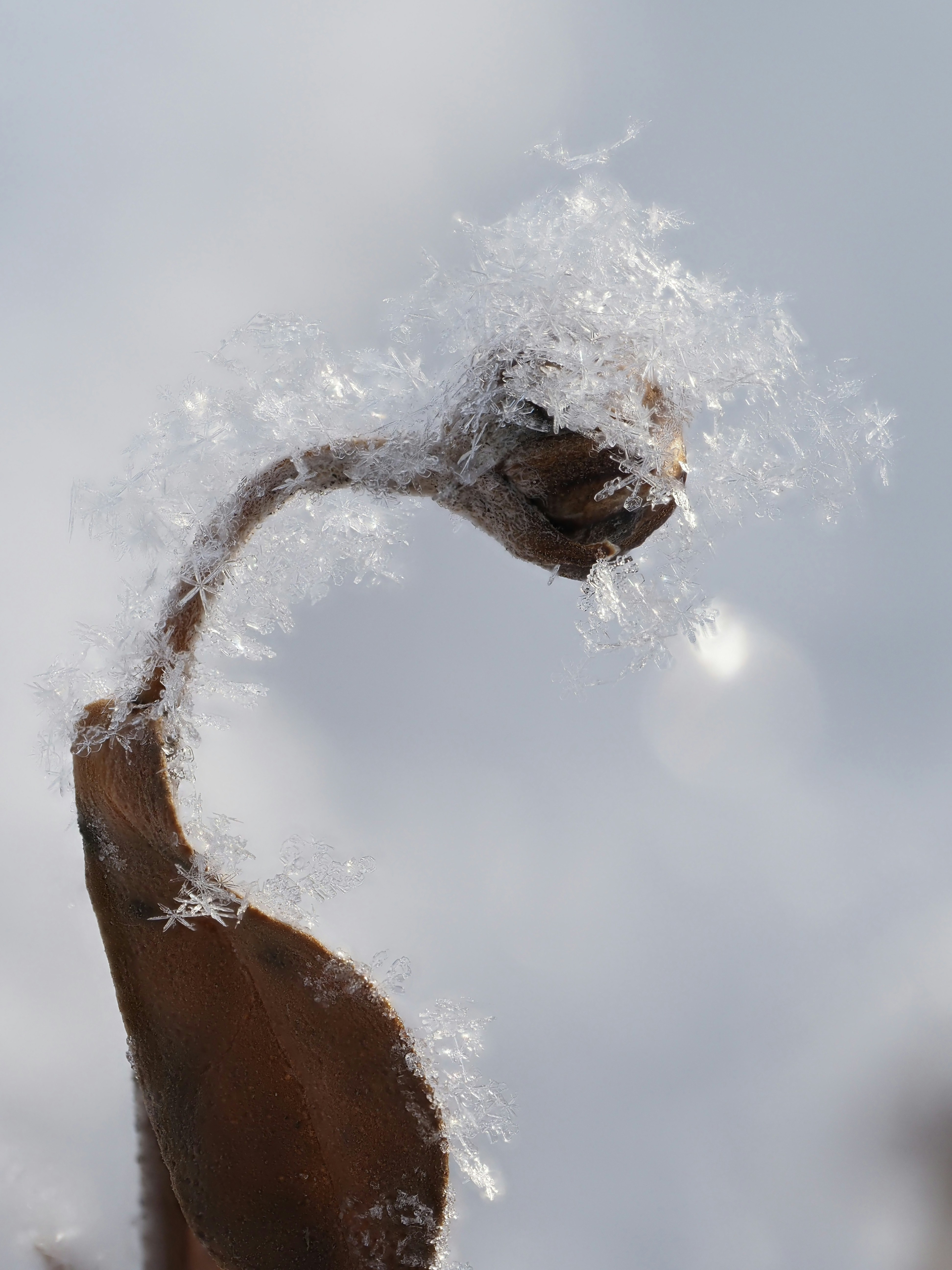 Crystal Arc: Frost Tracery on a Winter Twig