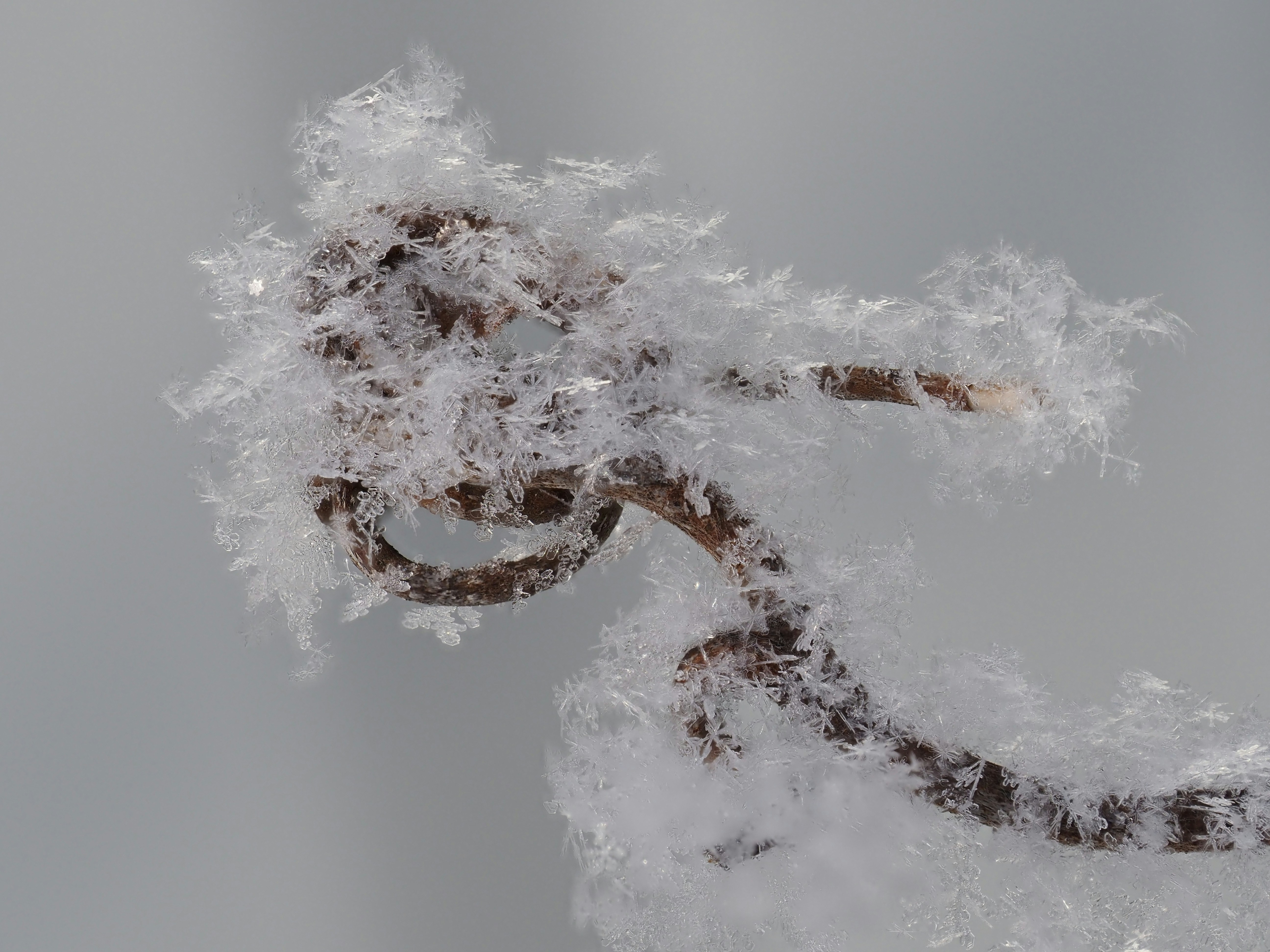 A tree branch covered in ice and ice crystals photo – Free Russia Image ...