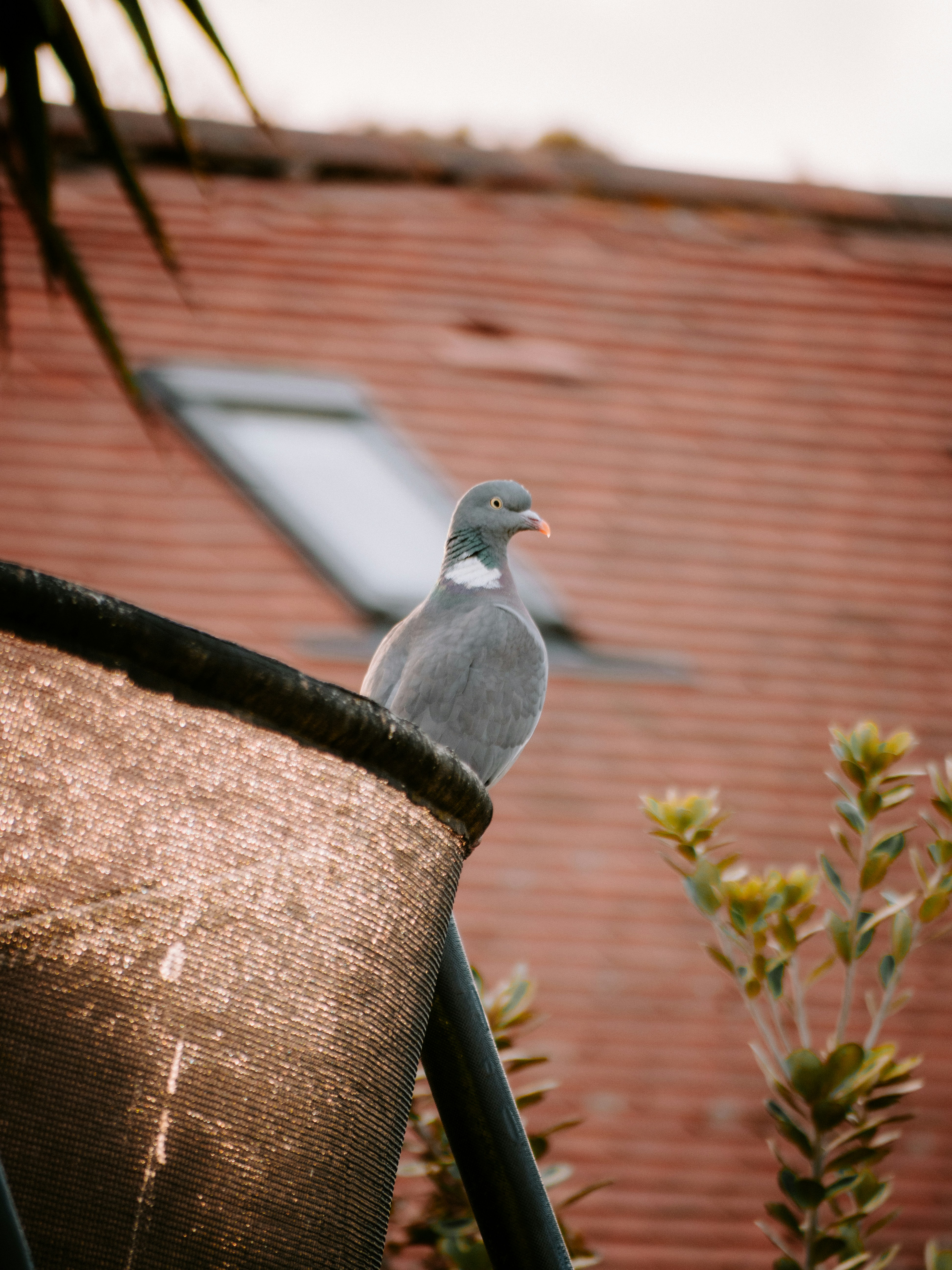 Pigeon Perch: Urban Edge Against Brick Backdrop