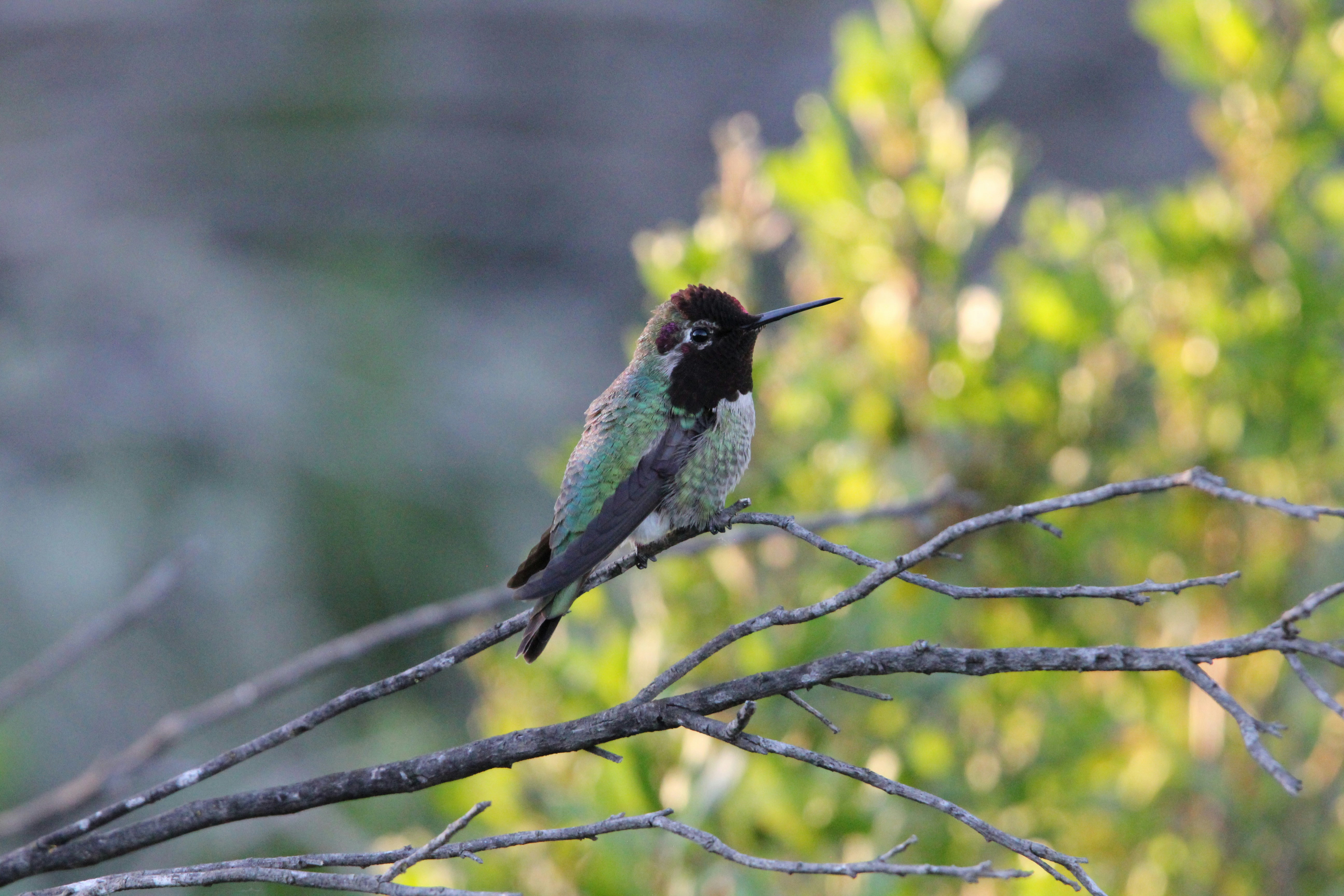Anna's Hummingbird perched on a slender branch amid sunlit foliage.