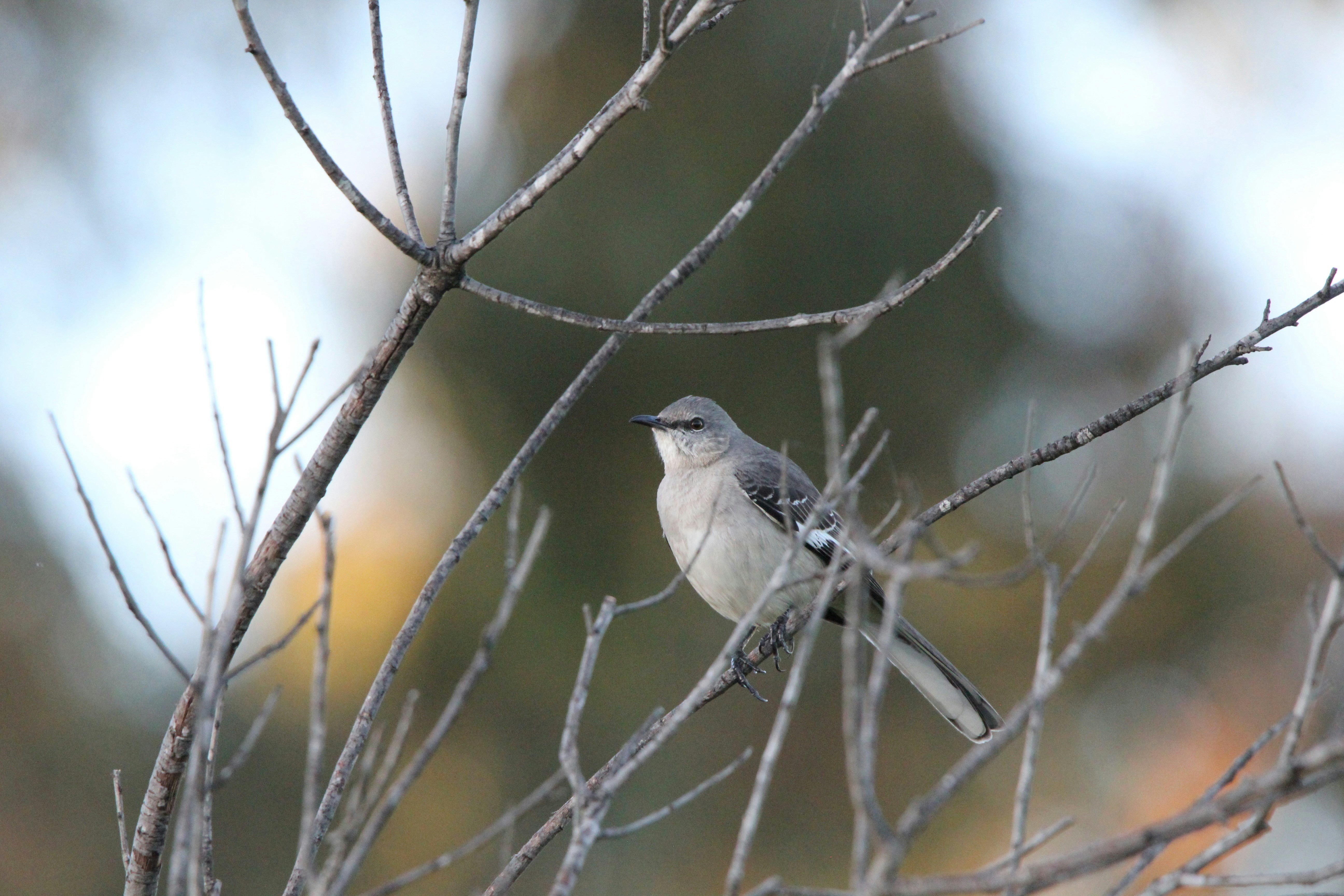 A Northern Mockingbird resting on a branch. | a small bird perched on a tree branch