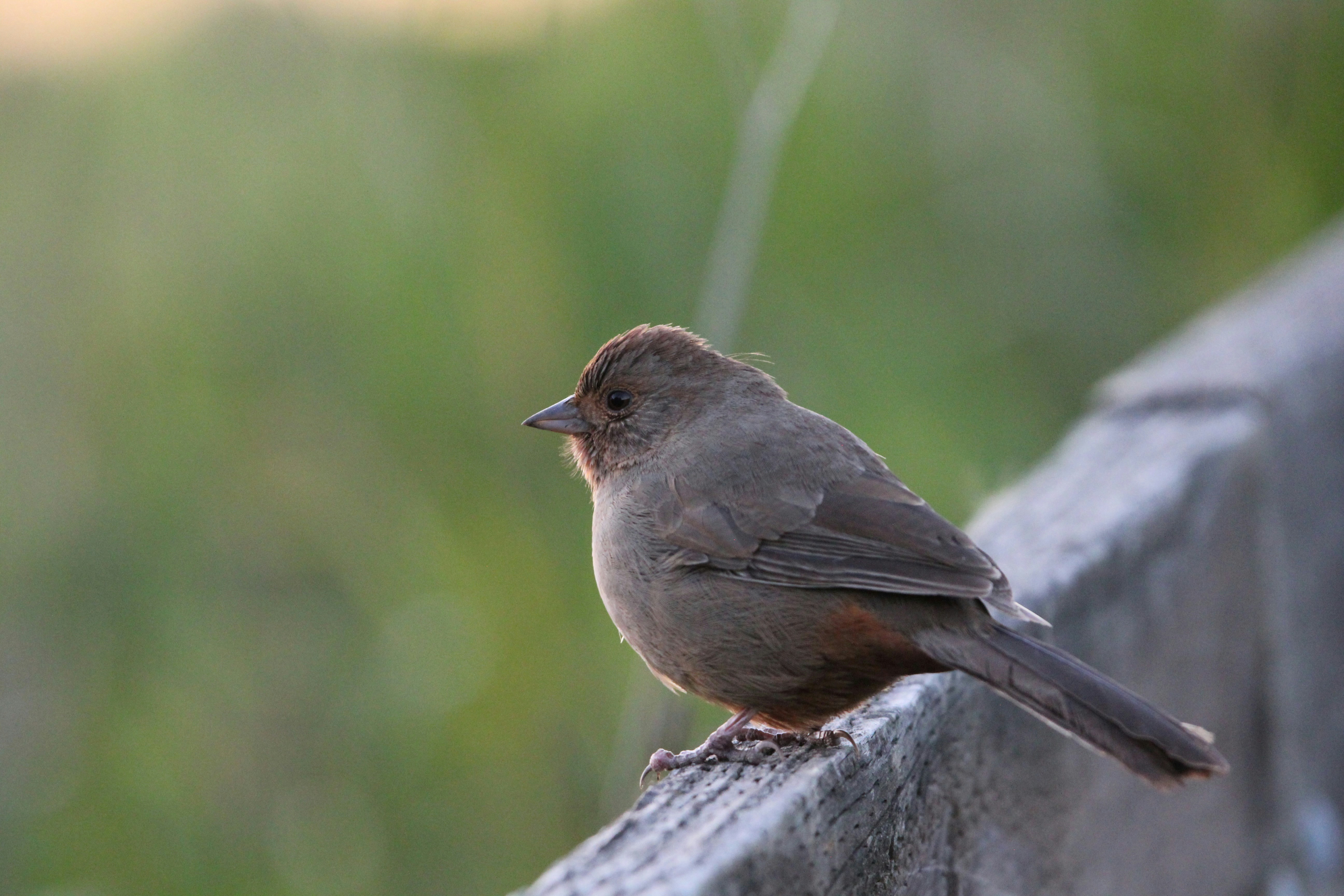 A close-up photograph of a California Towhee.