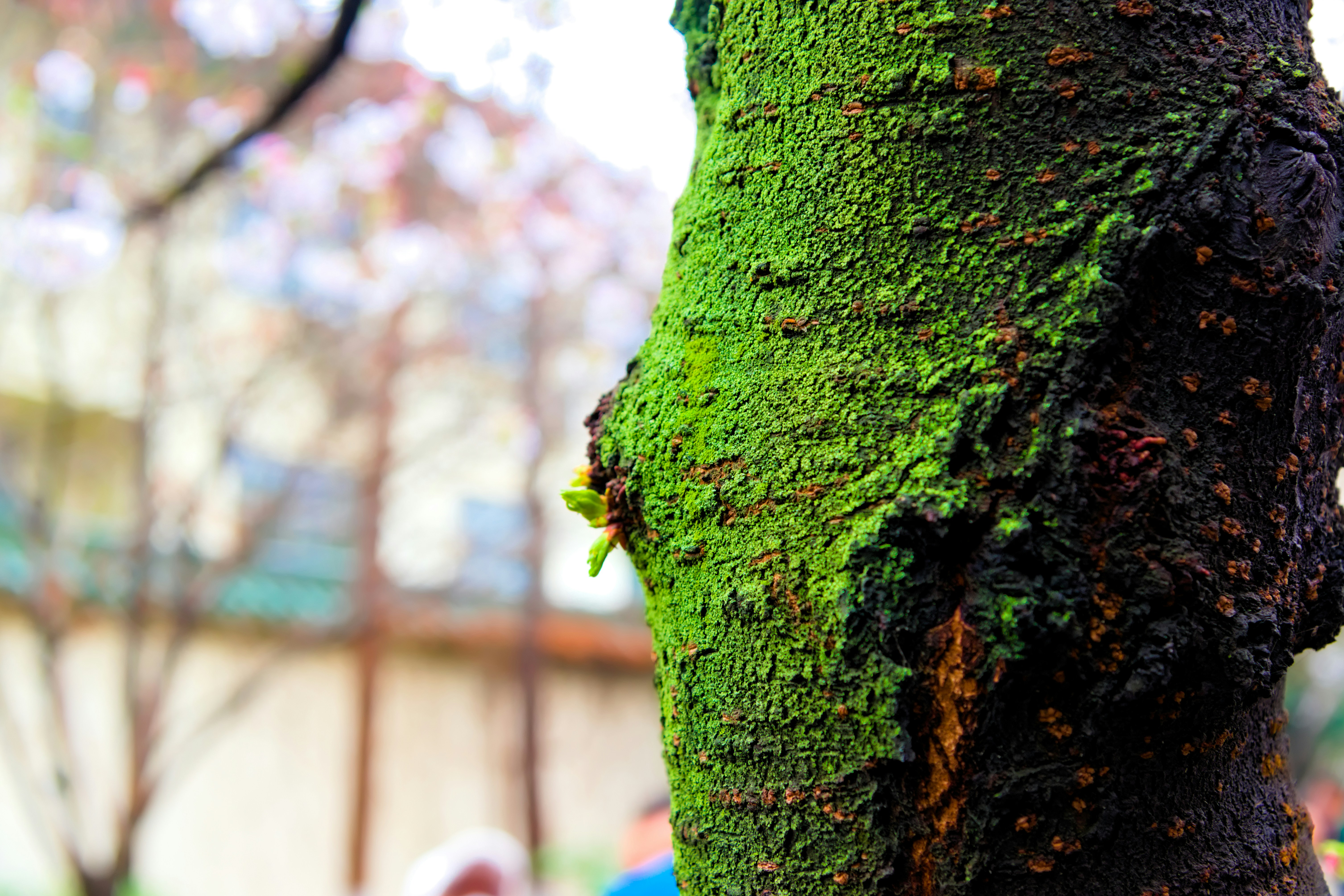 Emerald Bark: moss-clad trunk rising through a dreamy garden blur