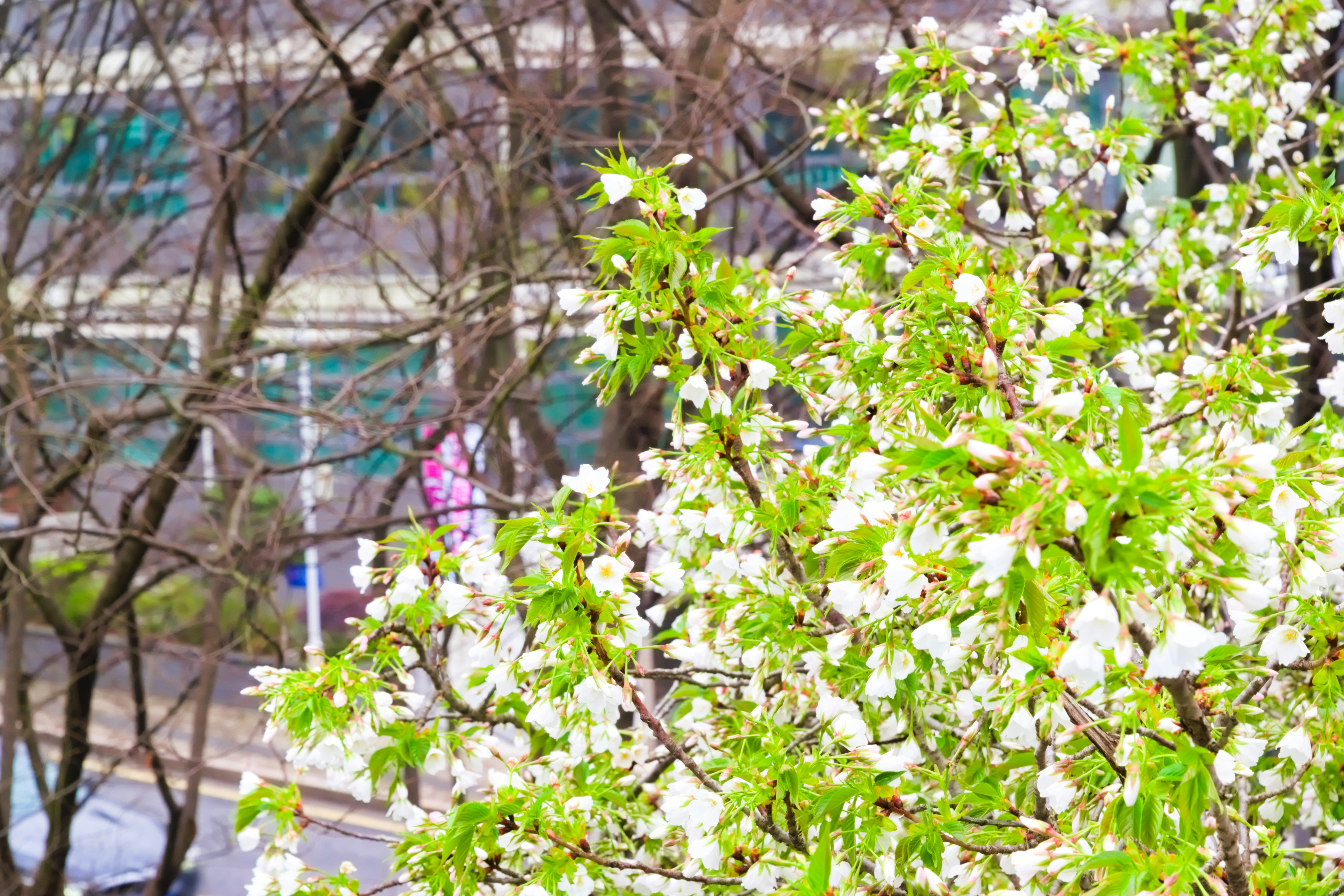 Spring in Focus: White Blossoms Framing an Urban Street