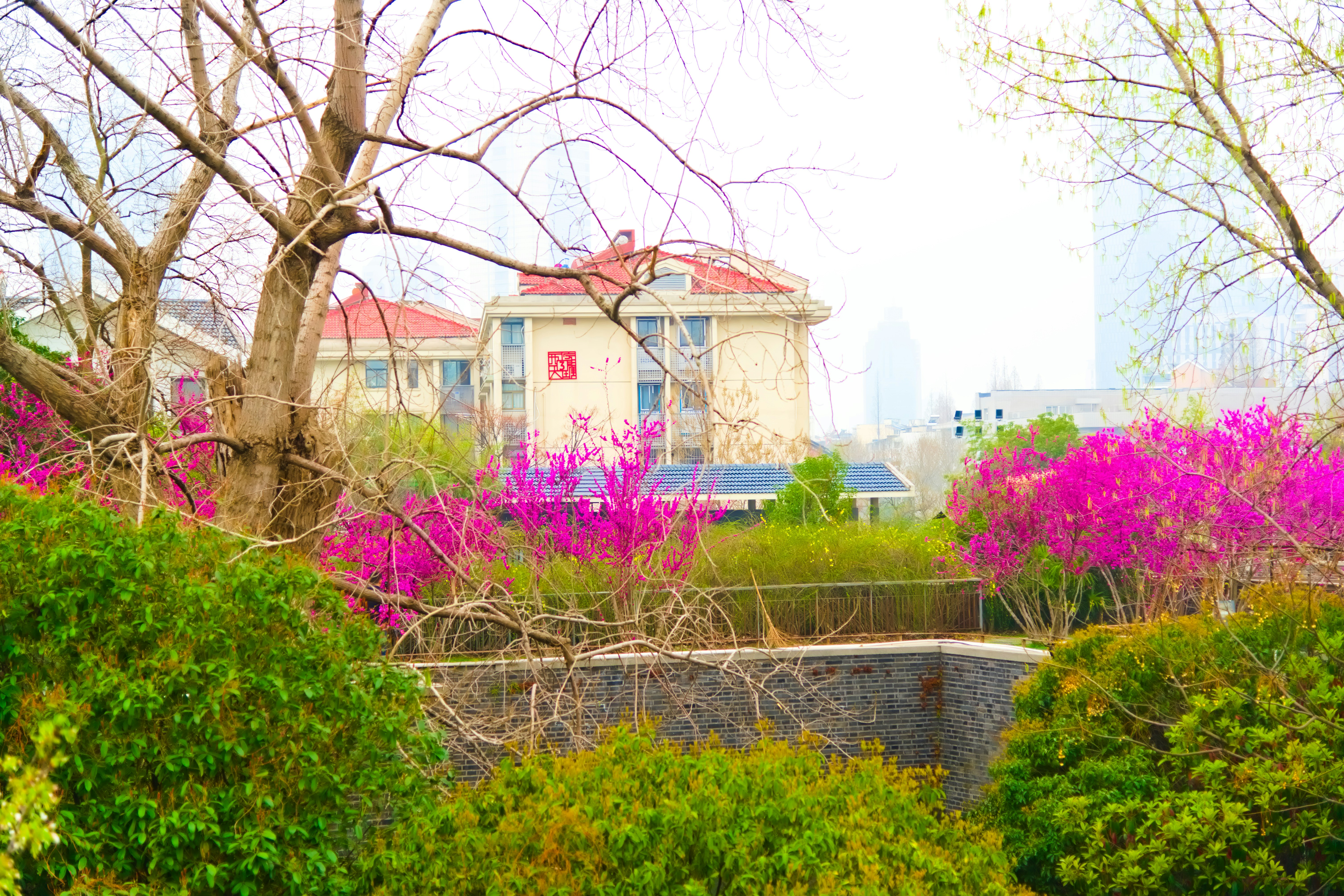 Spring Hues Amidst Urban Architecture