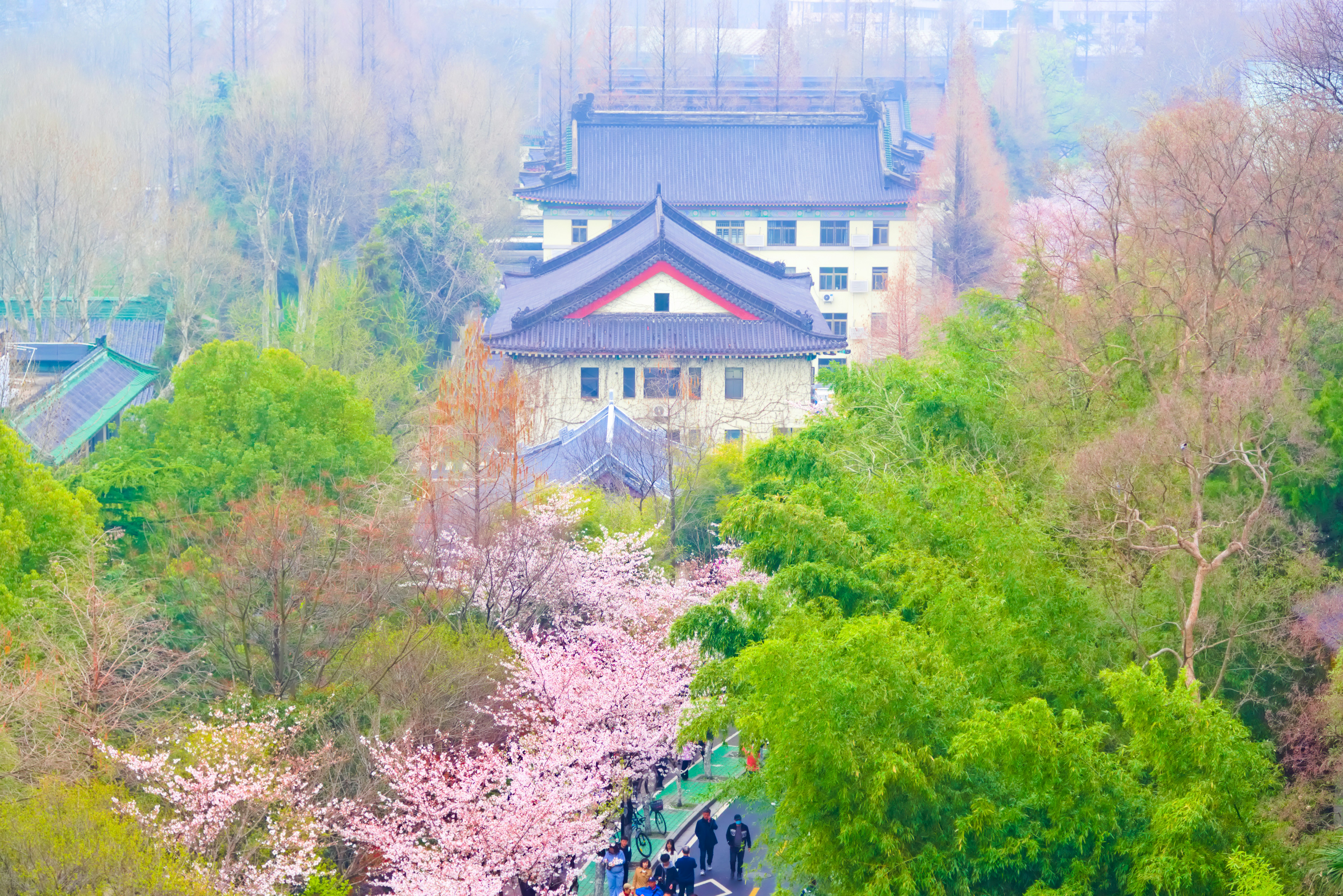Temple Amid Cherry Bloom: A Quiet Path Through Spring