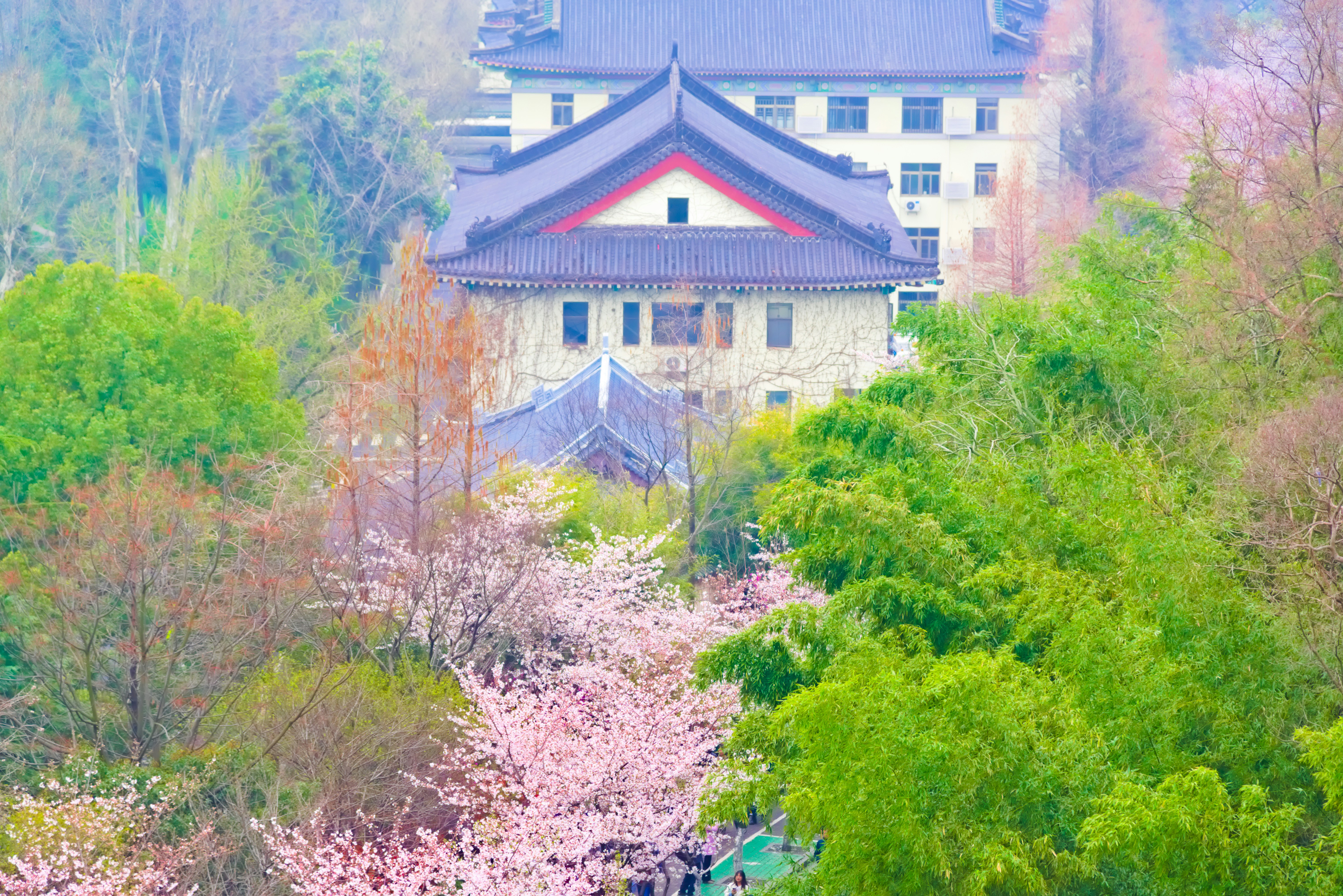 Hillside Shrine Wreathed in Cherry Blossoms and Emerald Foliage