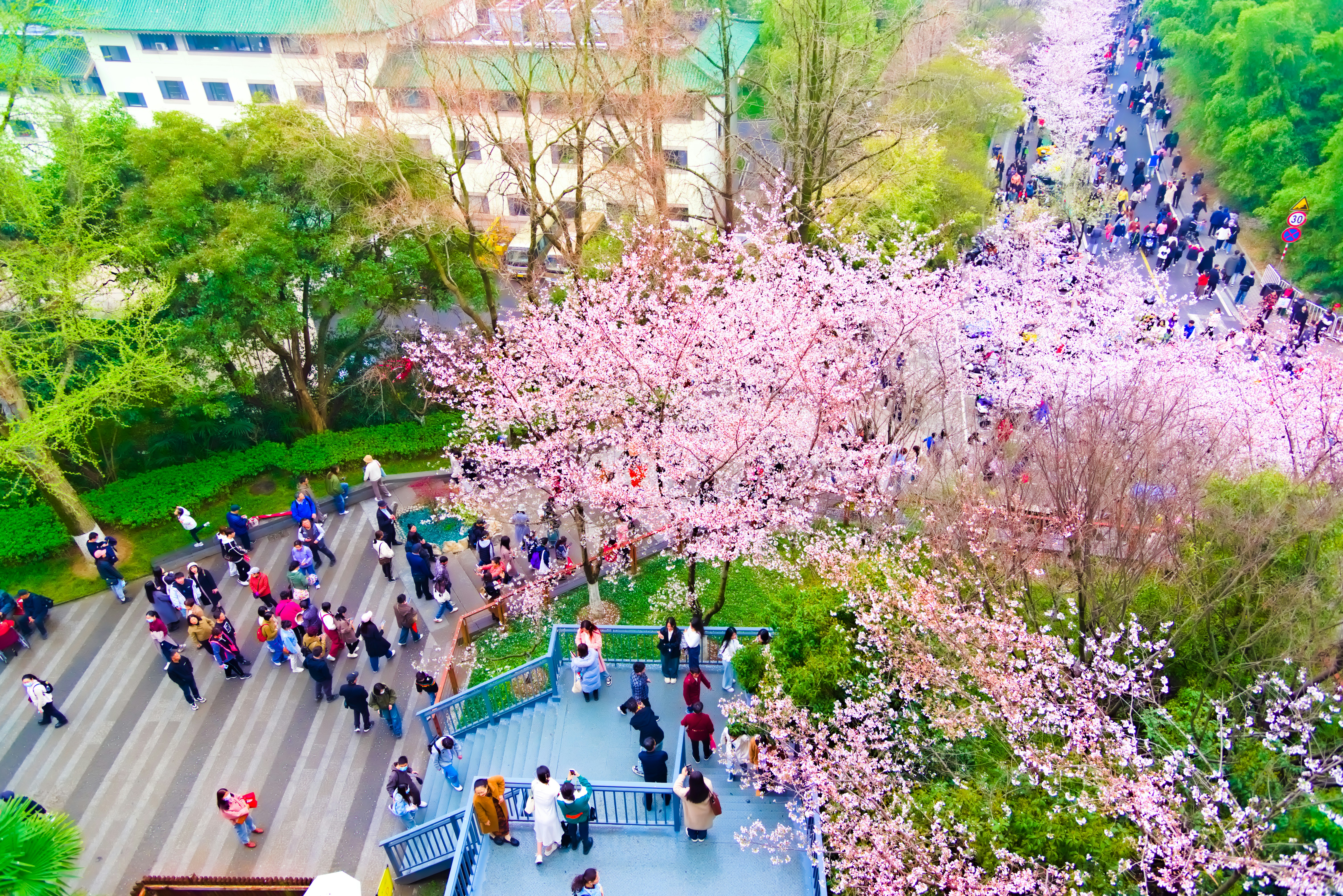 Bride and Groom on a Blue Terrace Beneath Sakura Clouds