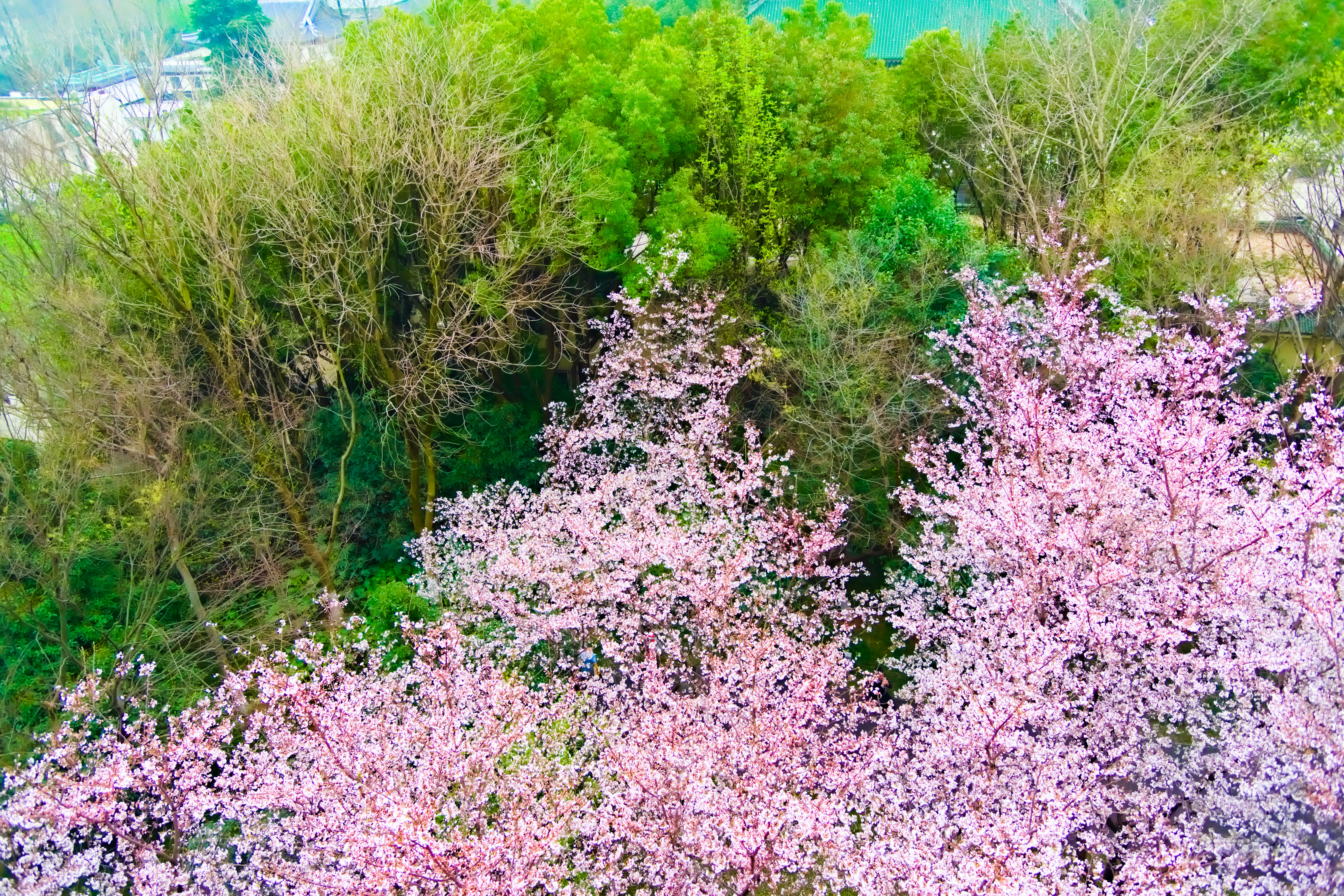 Pink Cascade Over Green Canopy: An Aerial Portrait of Spring