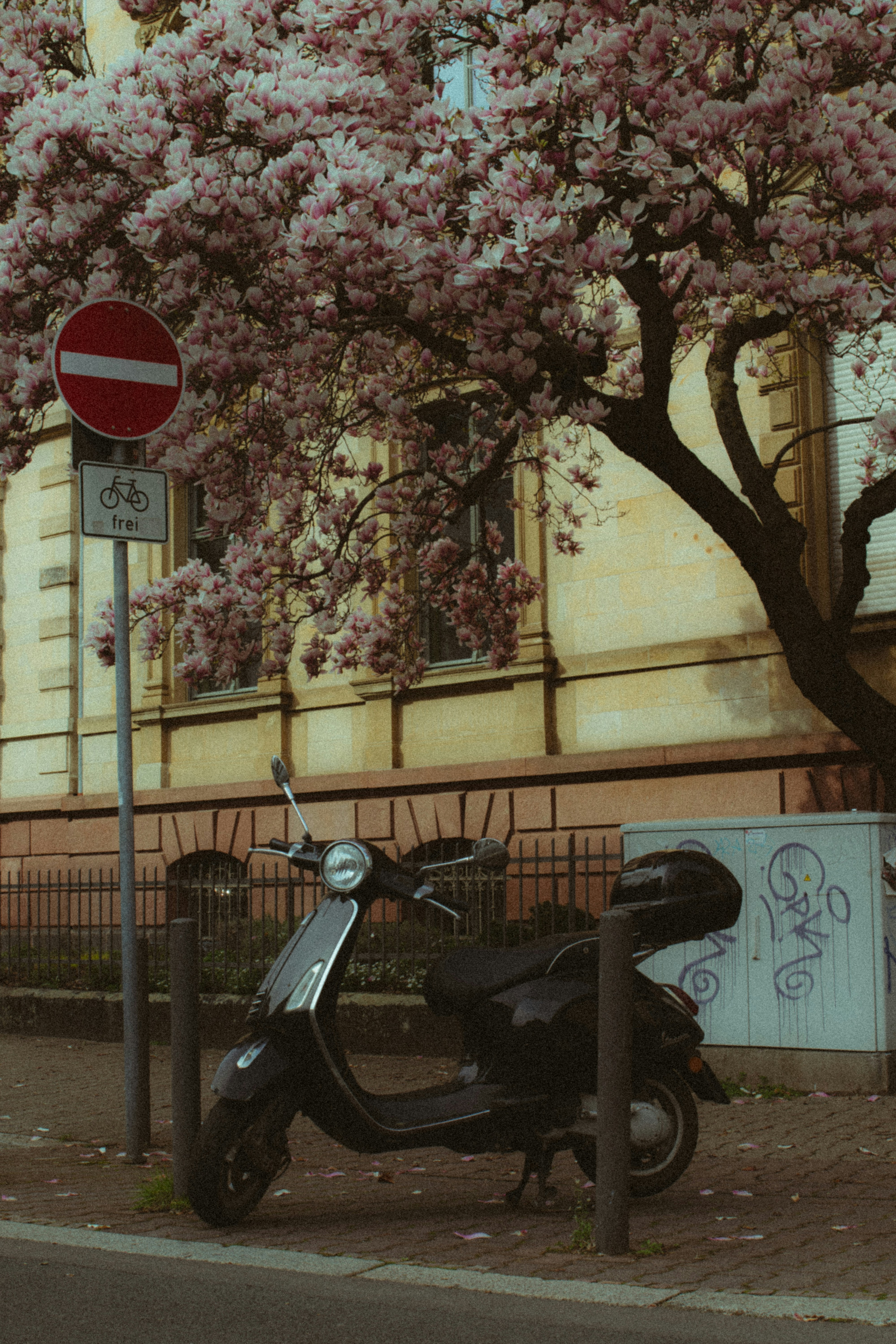 Scooter Under a Pink Blossom Canopy on a Quiet European Street