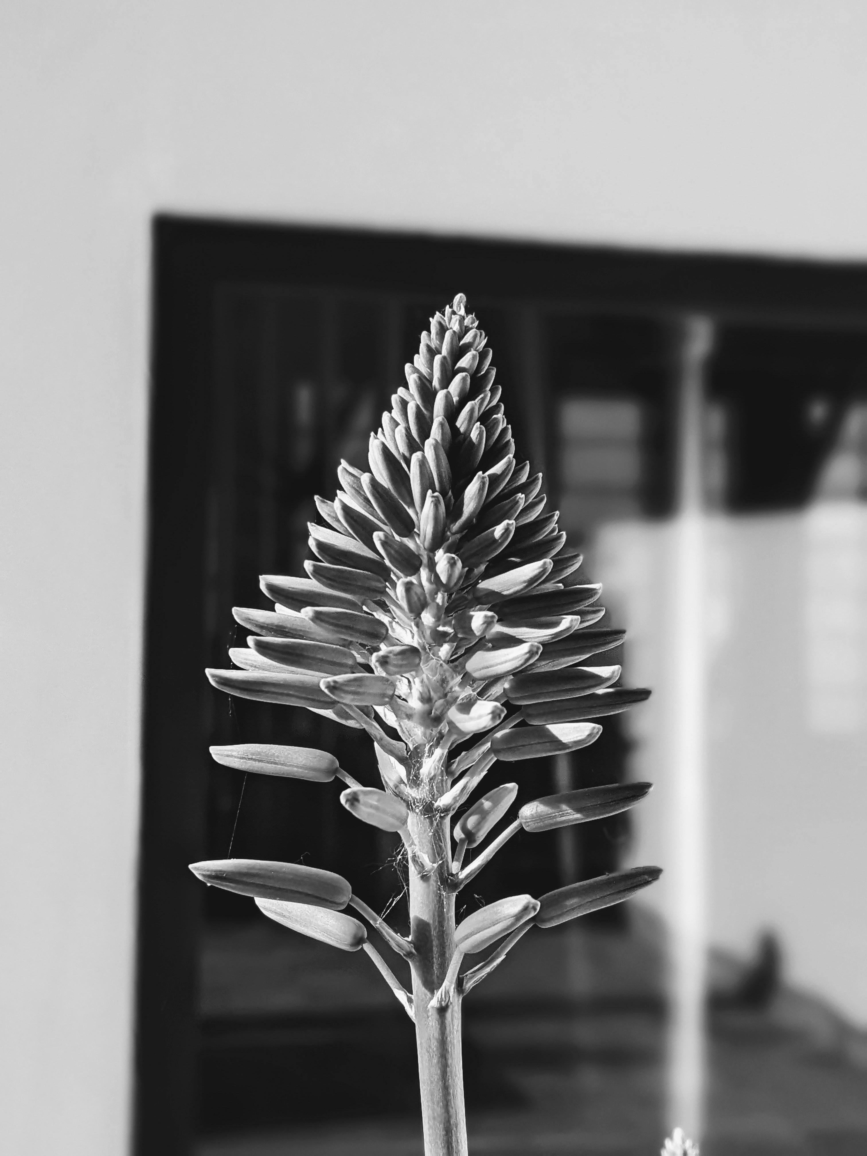 Close-up of a succulent spike in sharp focus, with a blurred doorway in the background.