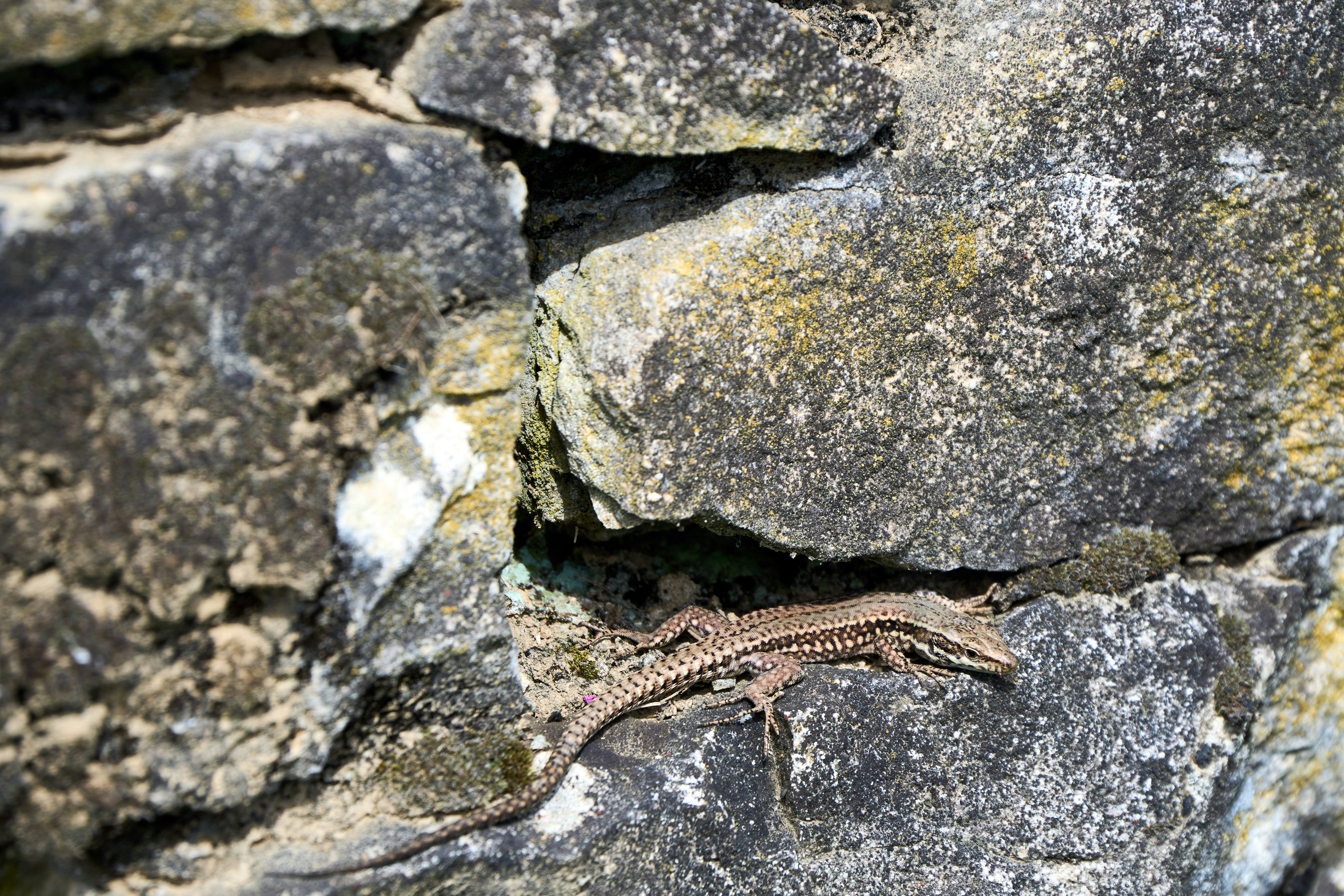 Photo by Wolfgang Hasselmann with Sony Alpha 7 IV