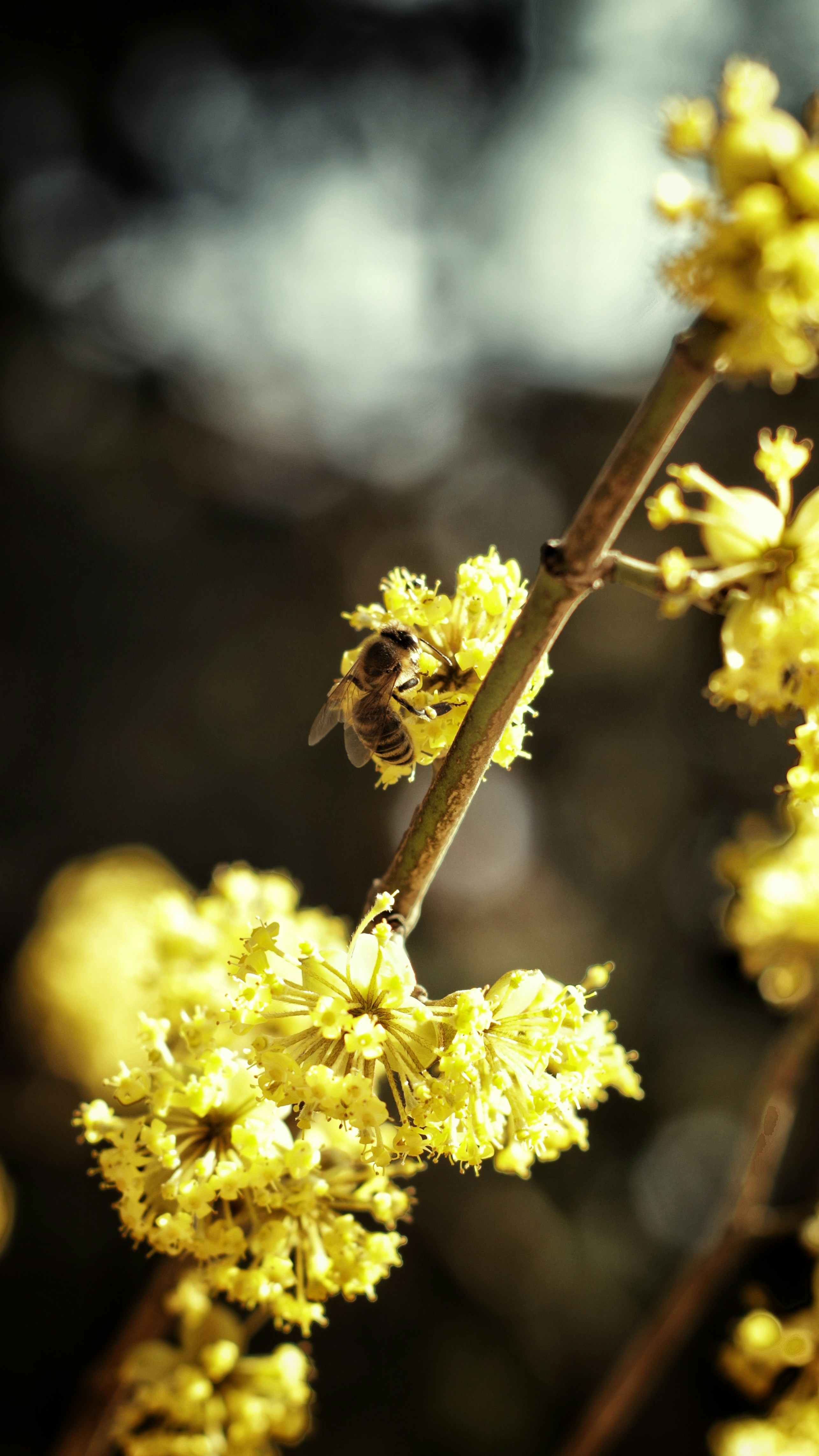 Bee on Golden Catkins: A Quiet Spring Moment in Sunlit Detail