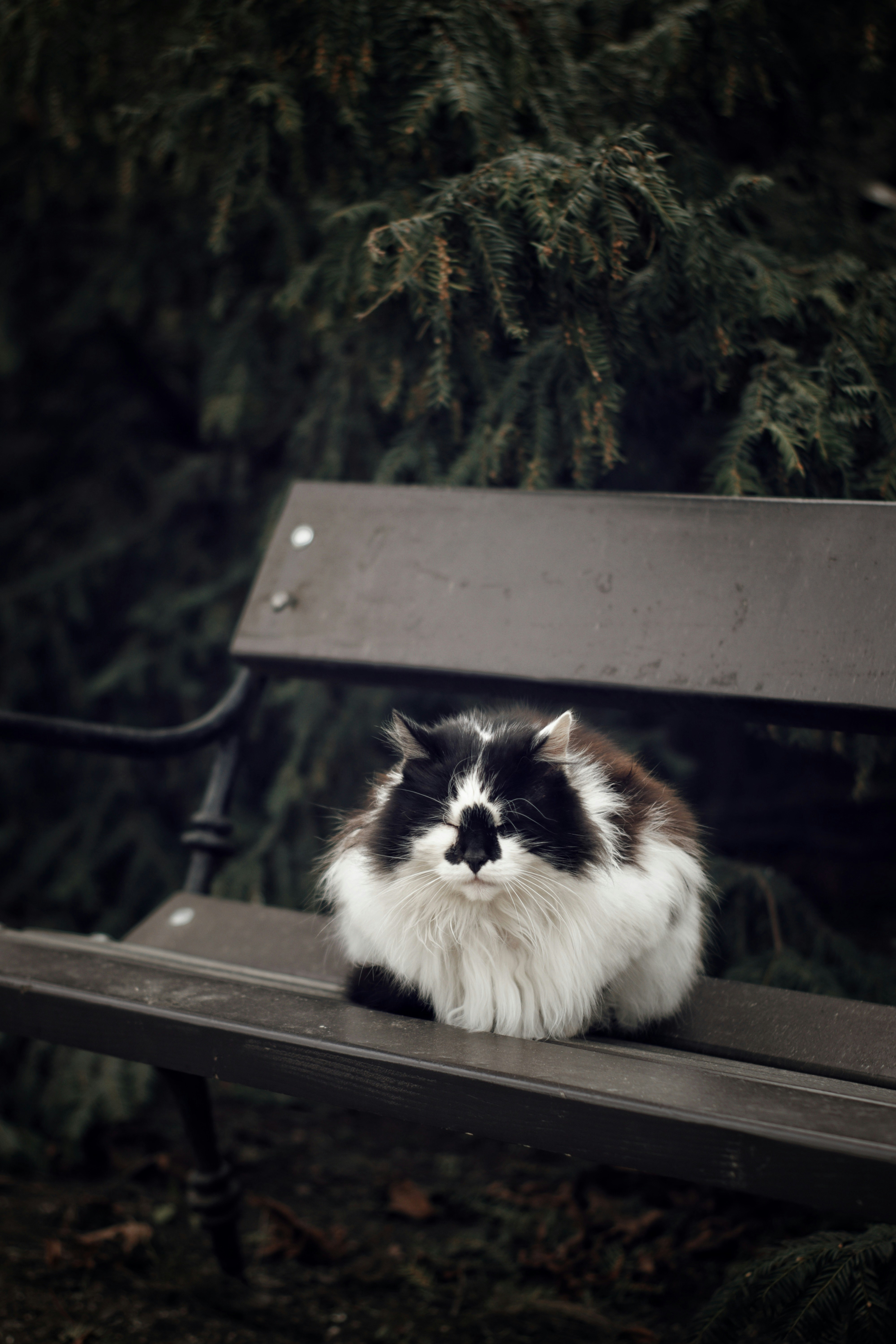 The Silent Cat on a Rain-Dusted Park Bench